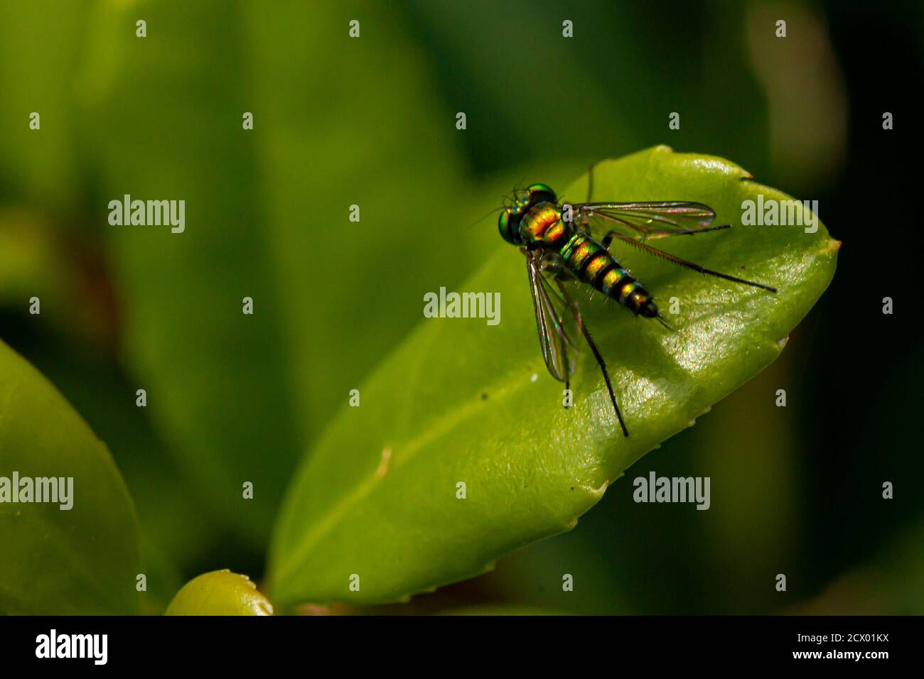 Long skinny wildlife image hi-res stock photography and images - Alamy