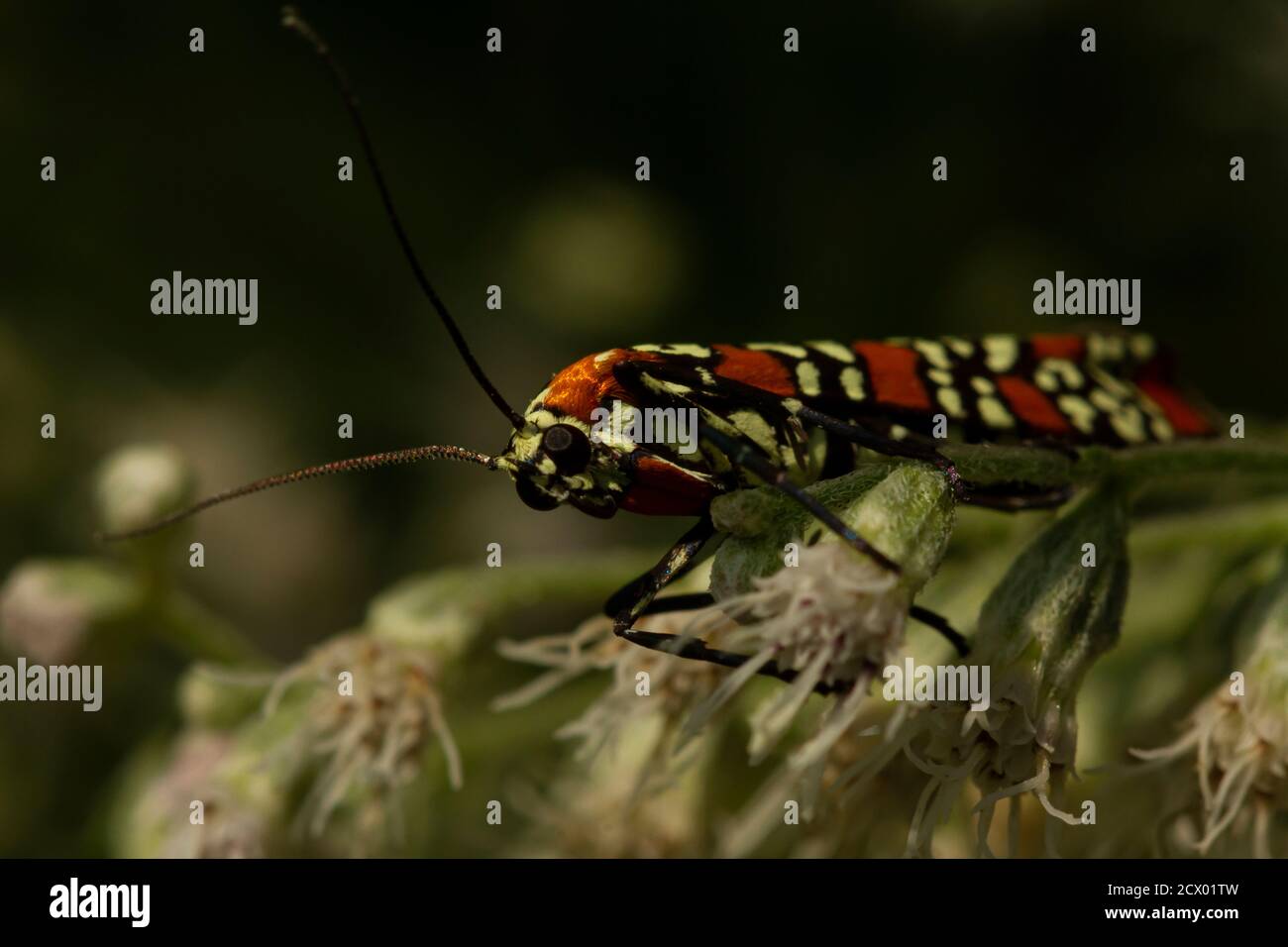 Webworm moth hi-res stock photography and images - Alamy