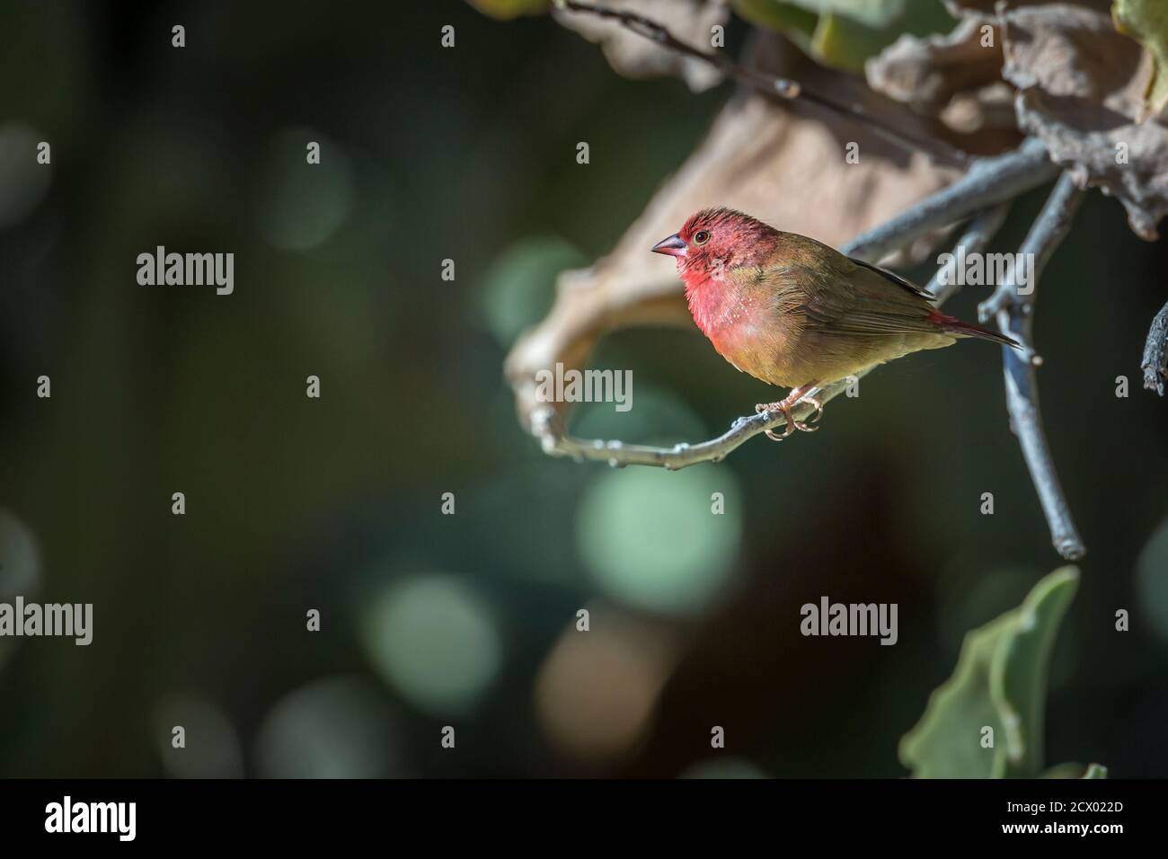 African fire finch bird hi-res stock photography and images - Alamy