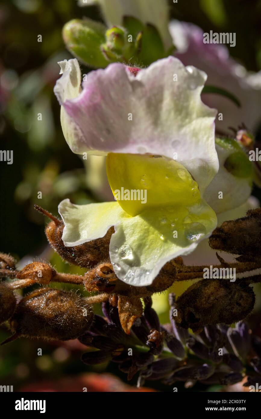 Tall airy plant hi-res stock photography and images - Alamy