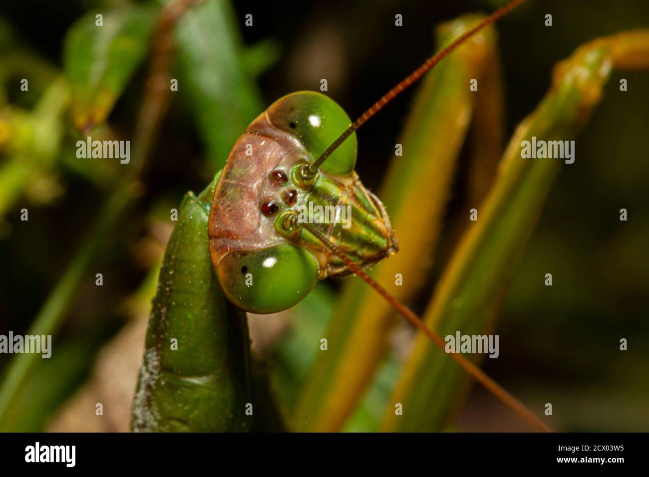 A head shot close up macro lens image of an adult Chinese mantis ...