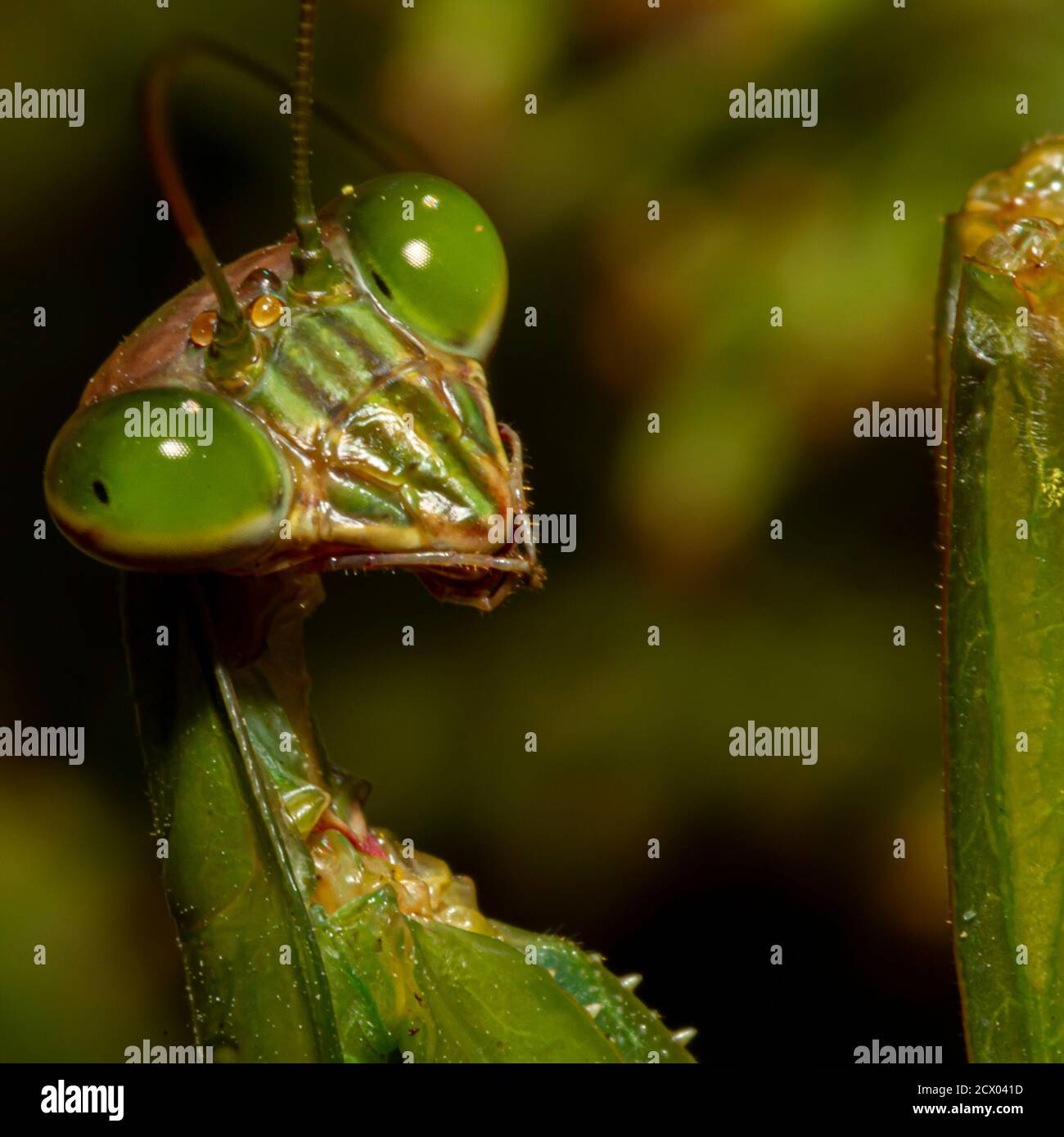 A head shot close up macro lens image of an adult Chinese mantis ...