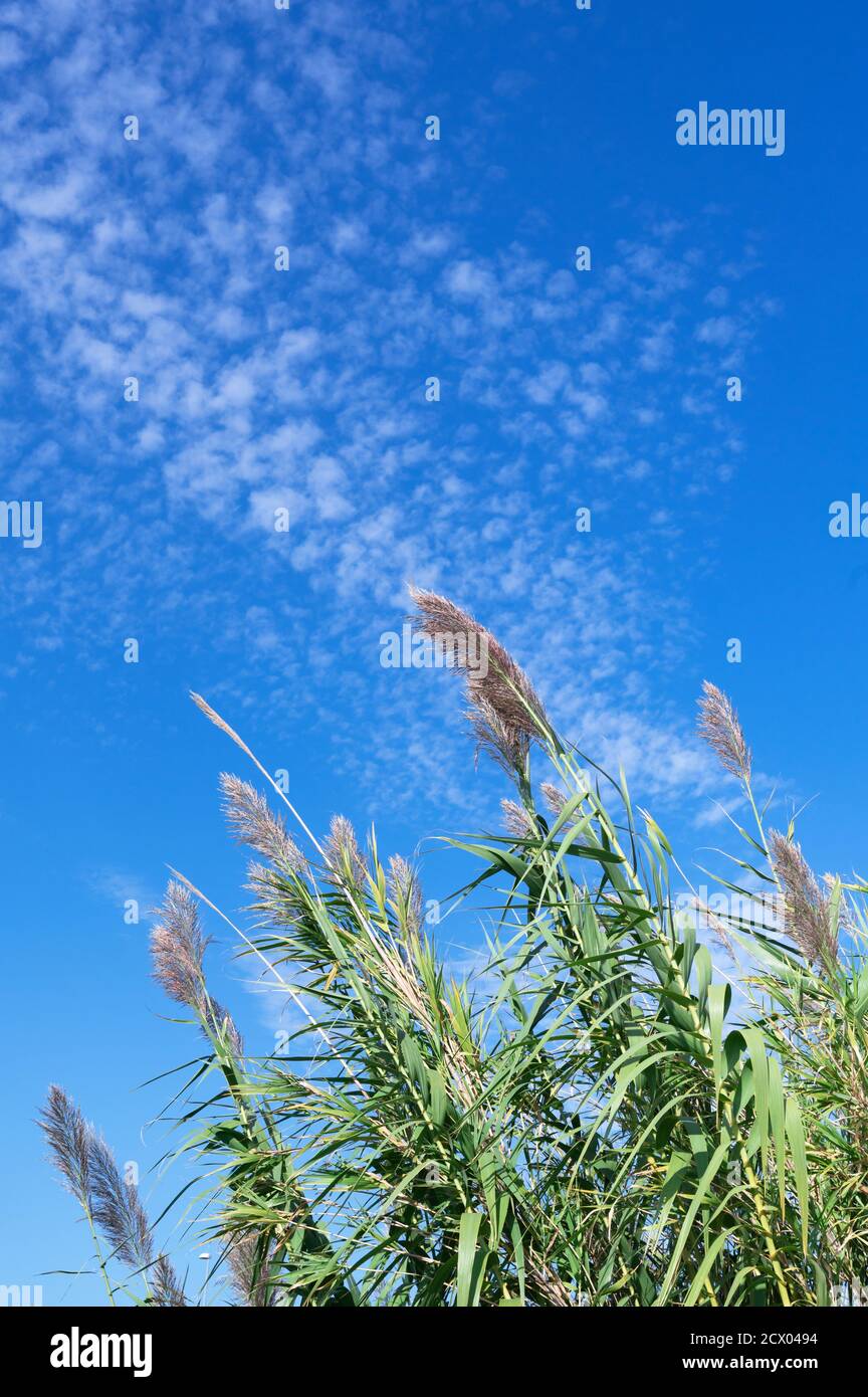 Vertical low angle shot of flowering reeds during daylight Stock Photo ...