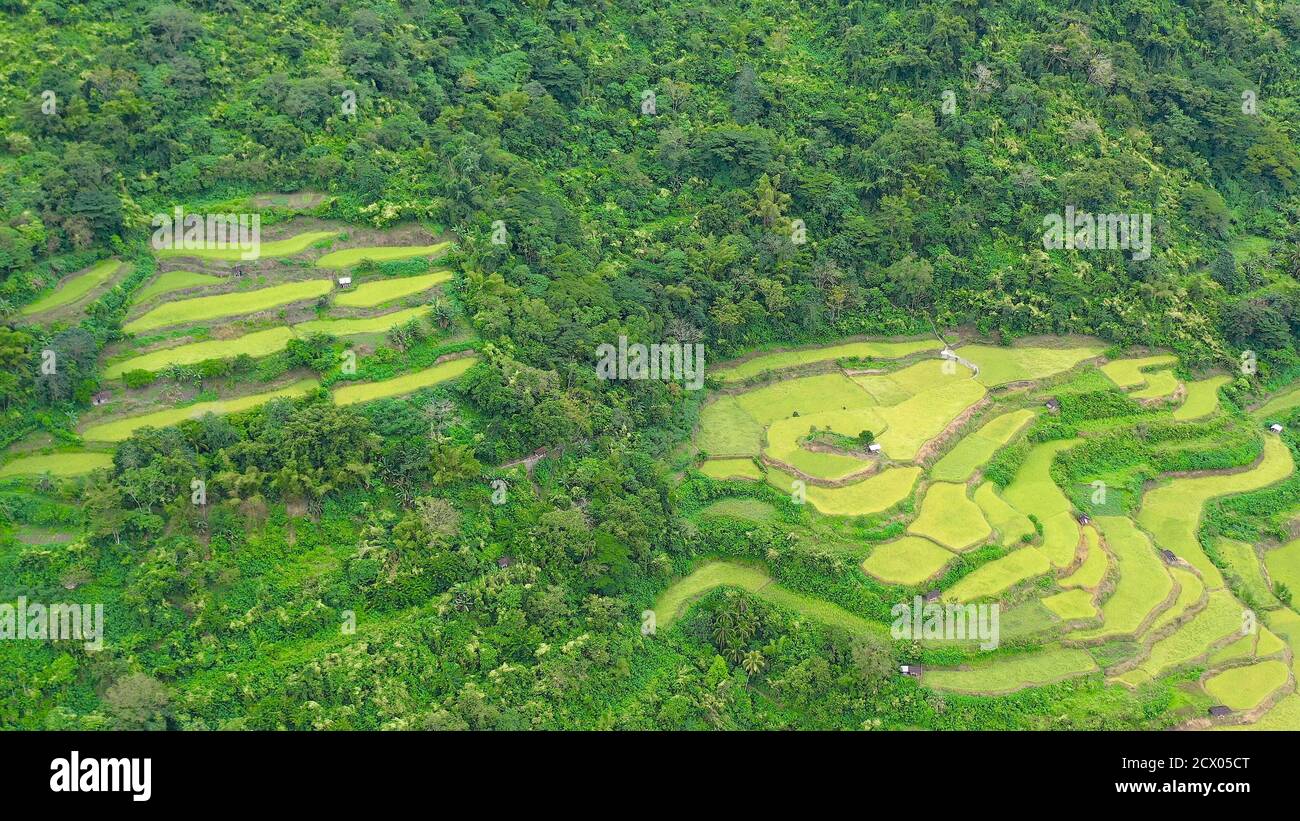 Bright landscape with rice terraces, view from above. Rice terraces in ...