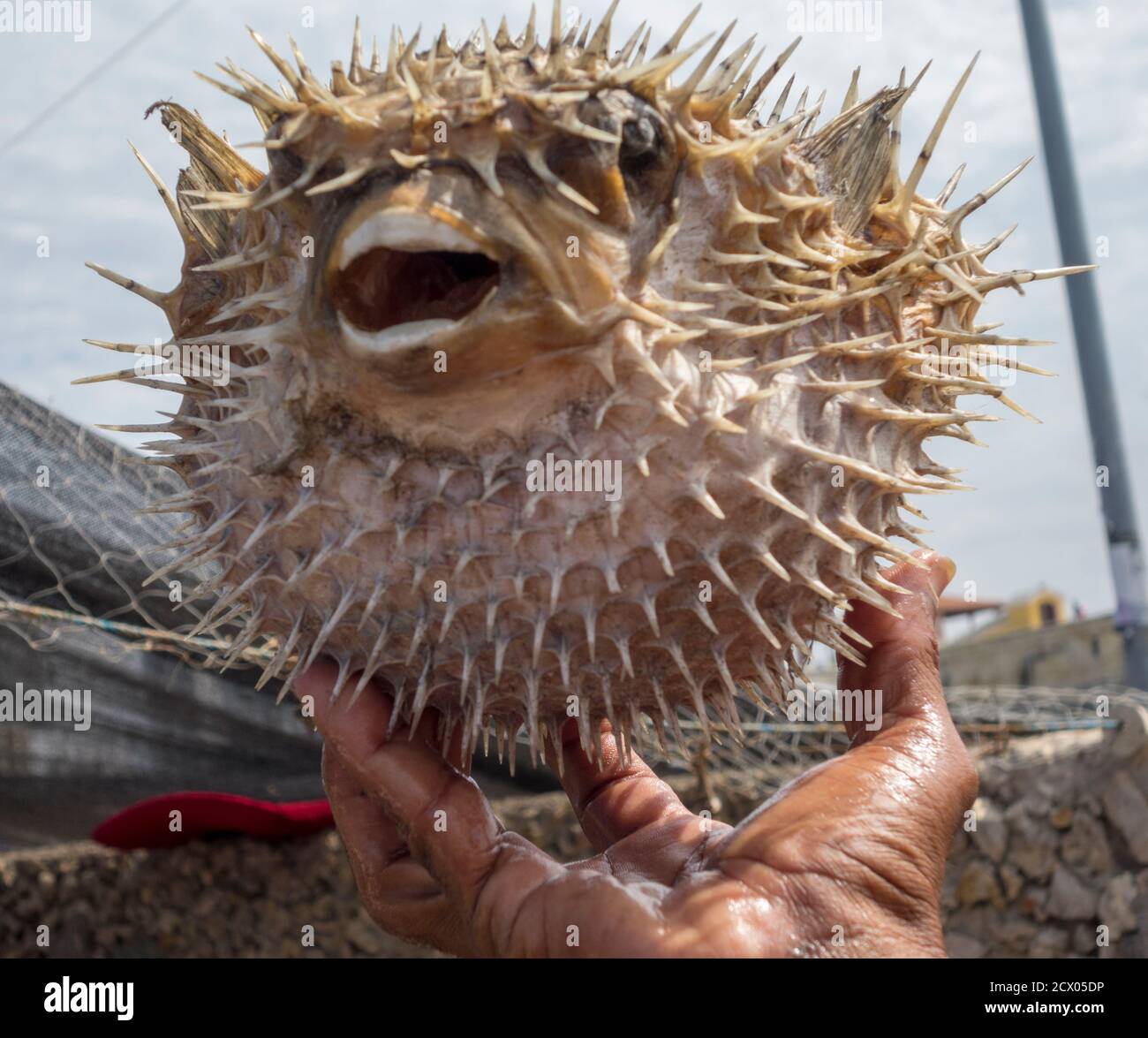 Spiky animals hi-res stock photography and images - Alamy