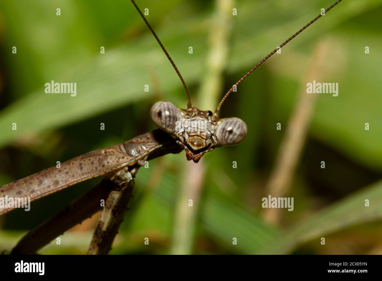 A head shot close up macro lens image of an adult Carolina mantis on a ...