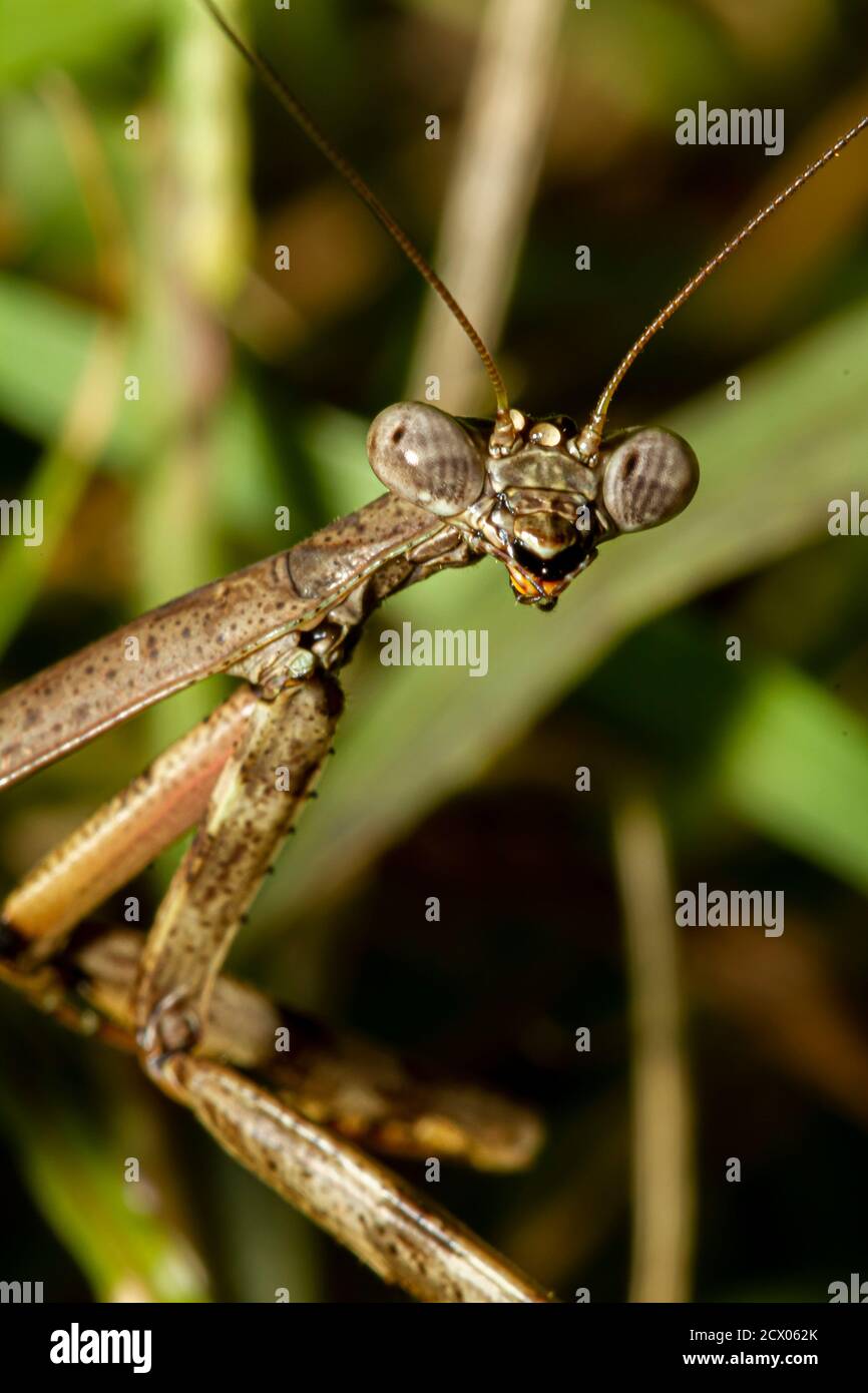 A head shot close up macro lens image of an adult Carolina mantis on a ...