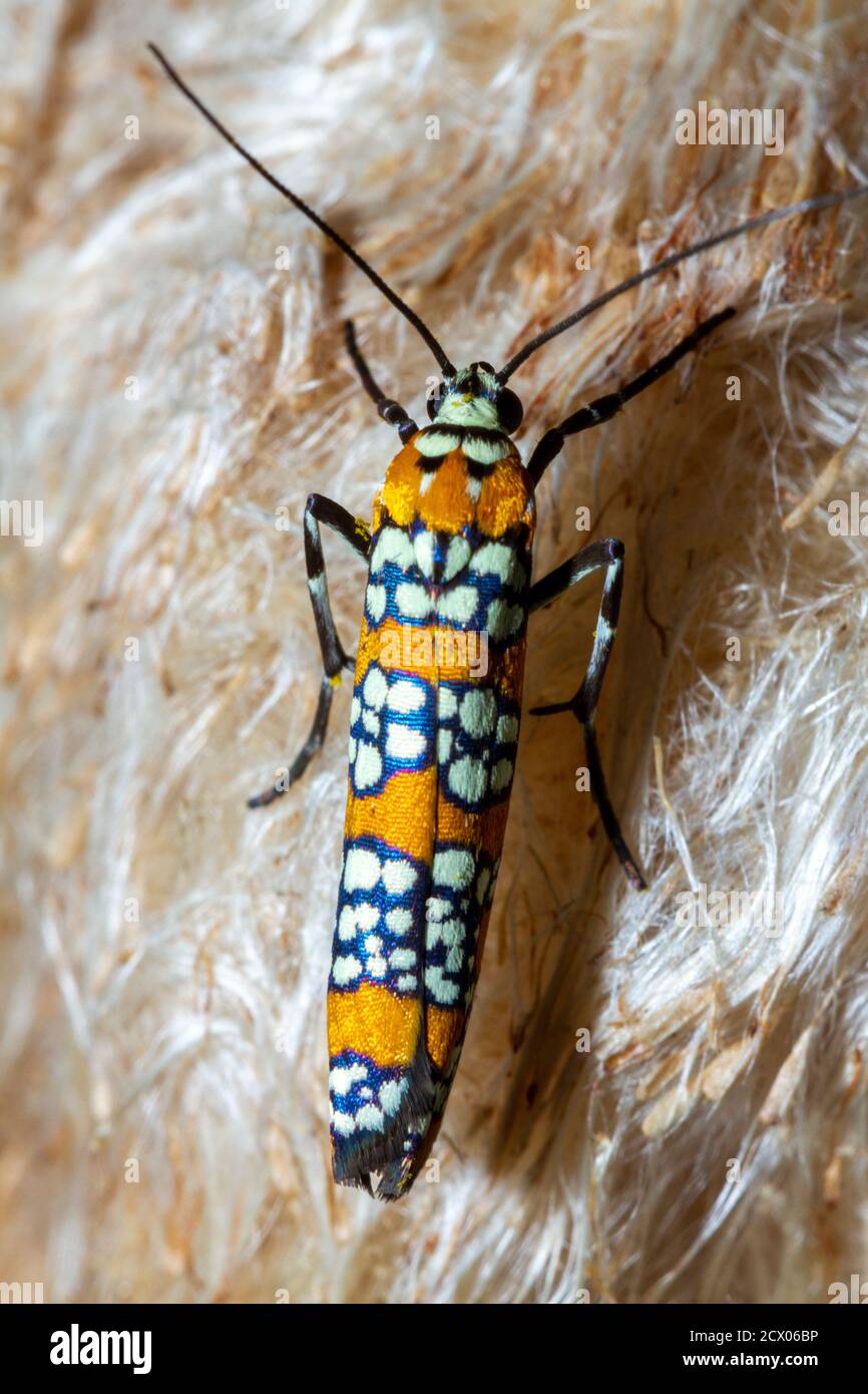 macro image of a Ailanthus Webworm Moth (Atteva Aurea) on bulrush plant ...