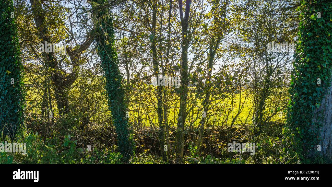 Soft backlit view as afternoon sun shines through branches and trunks ...
