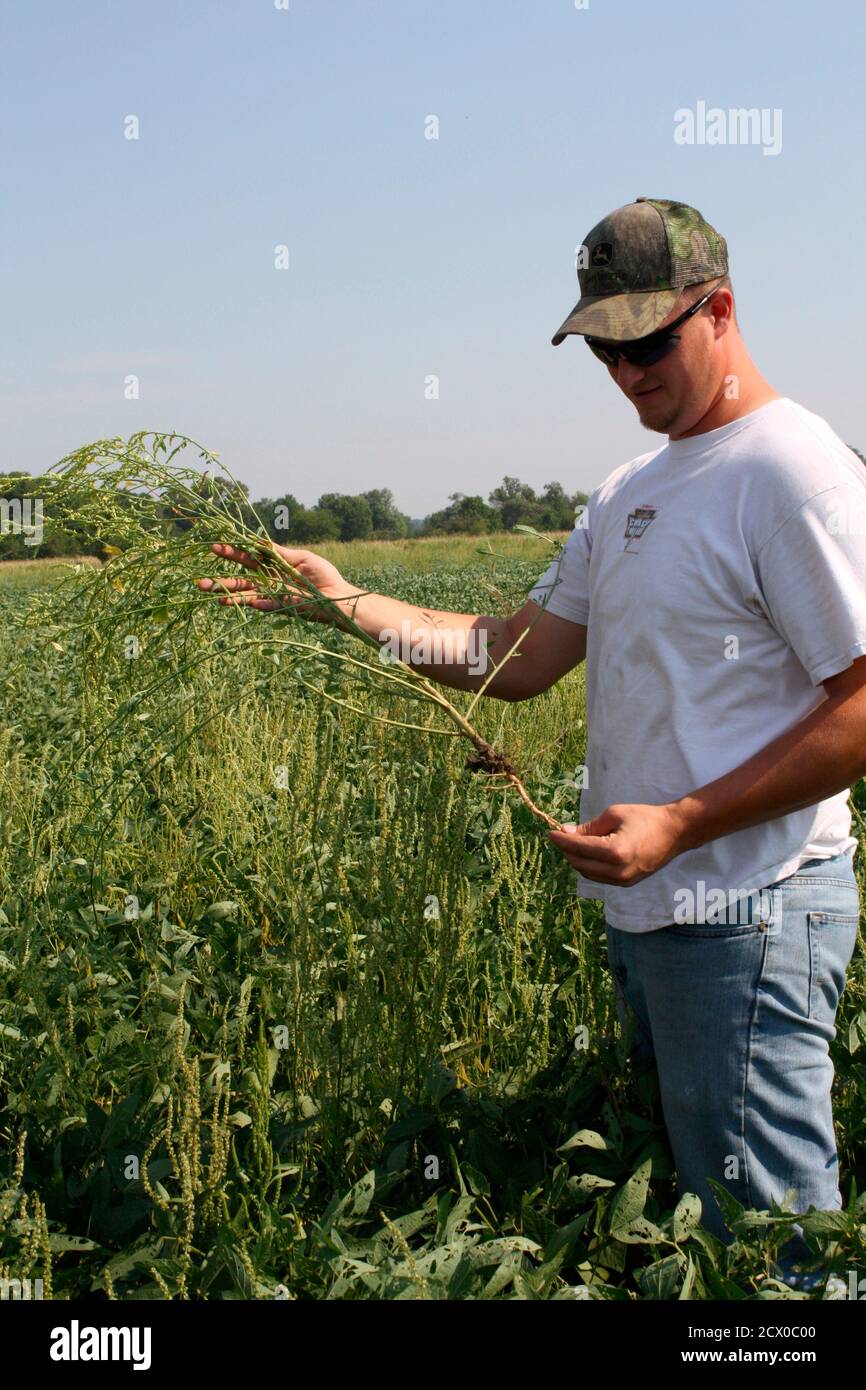 Herbicide resistant crop hi-res stock photography and images - Alamy