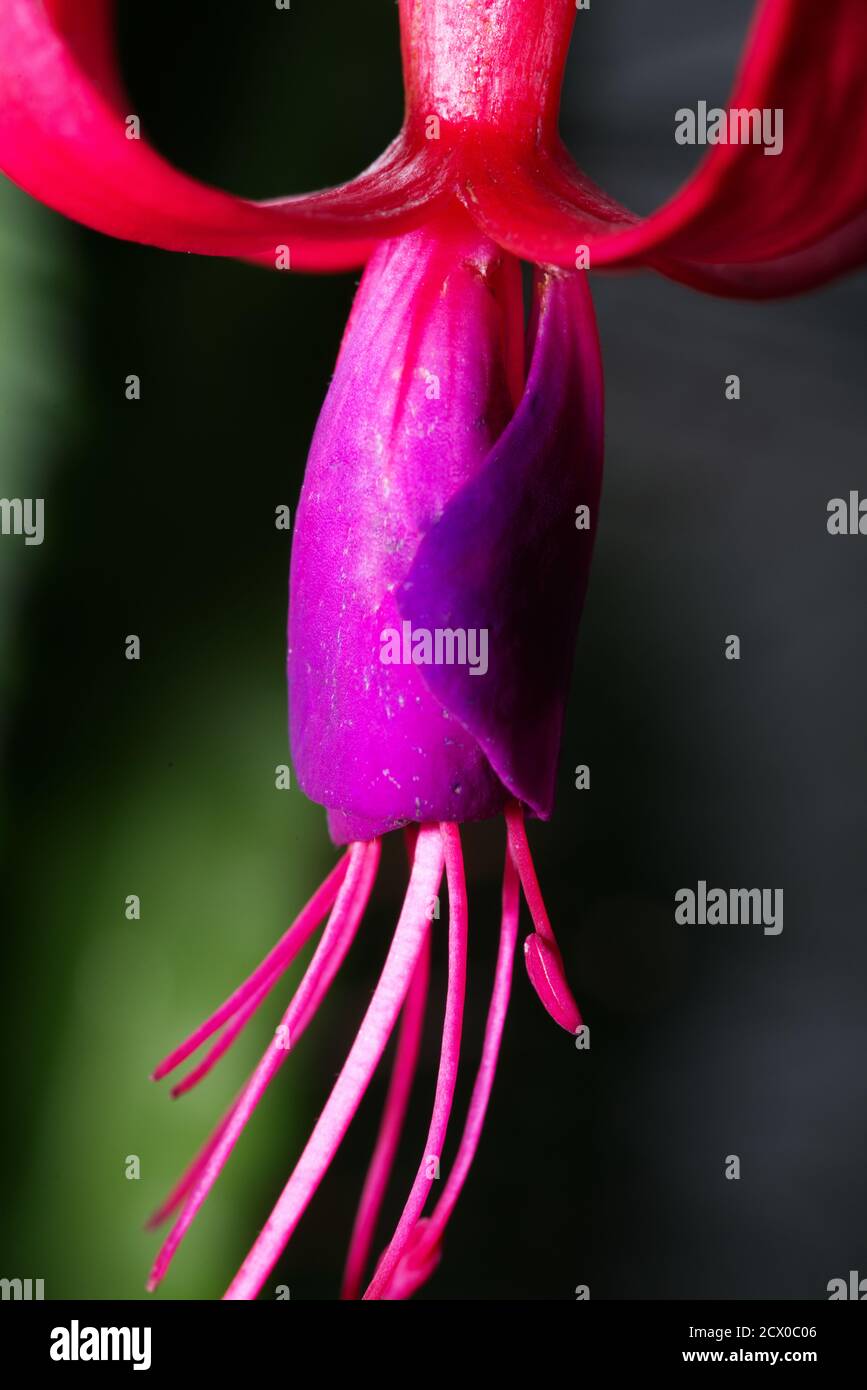 Detailed flower structure hi-res stock photography and images - Alamy