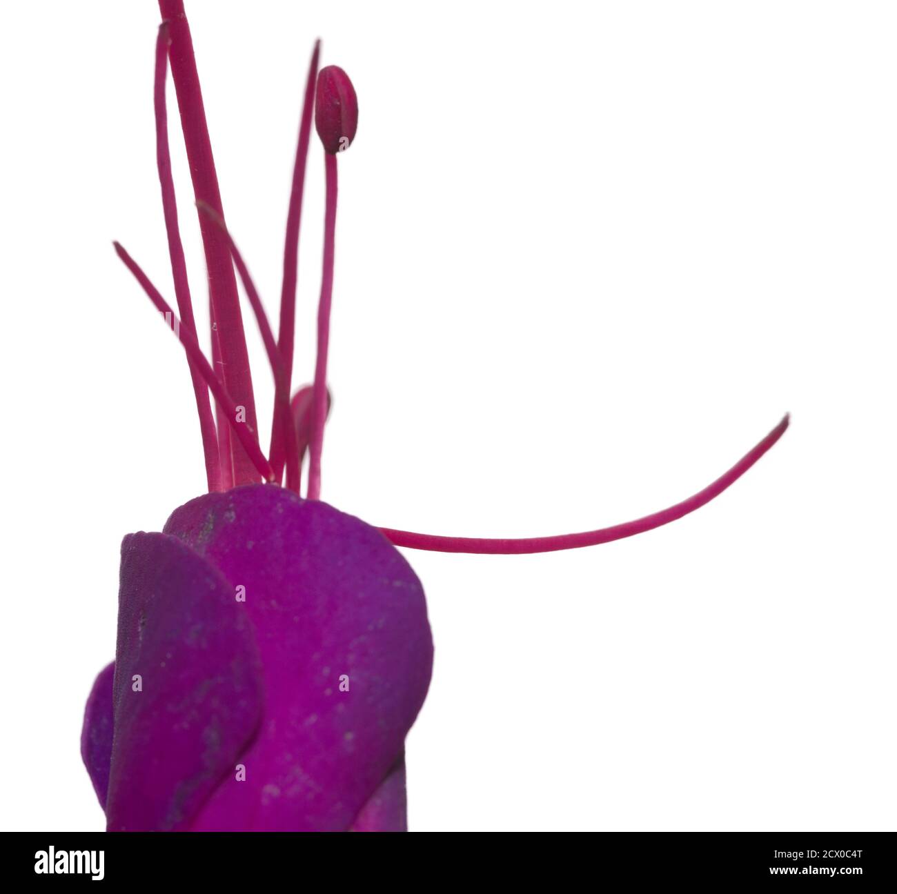 Structure of flower Cut Out Stock Images & Pictures - Alamy