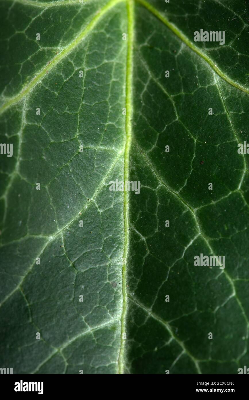 Veins in leaf backdrop hi-res stock photography and images - Alamy