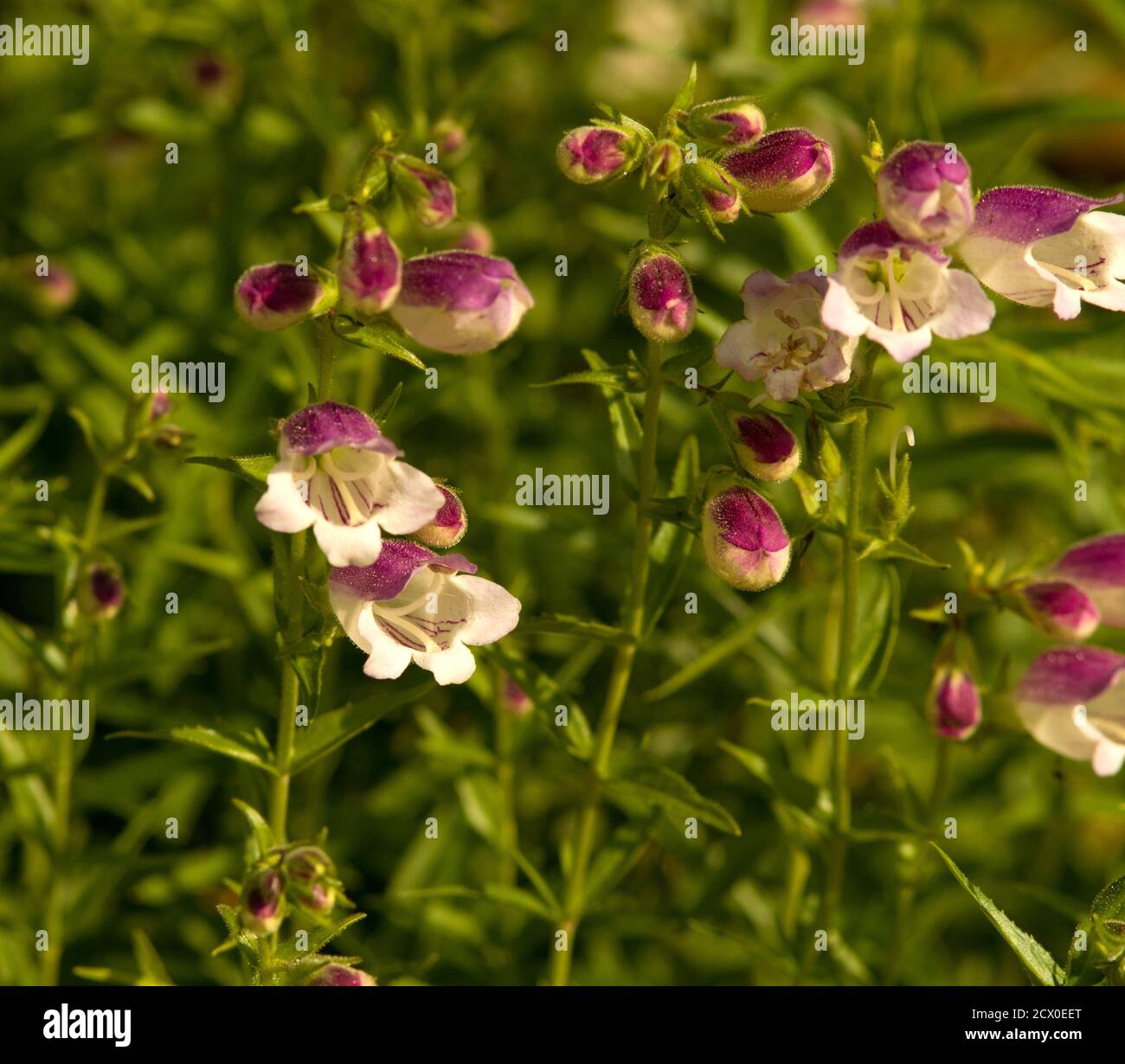 Rock penstemon hi-res stock photography and images - Alamy