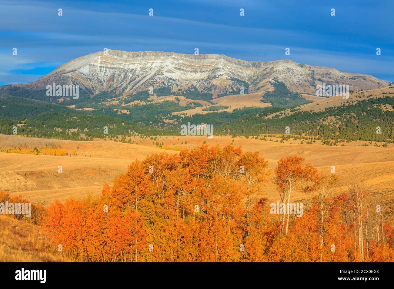 aspen in fall color below hogback mountain in the snowcrest range near ...
