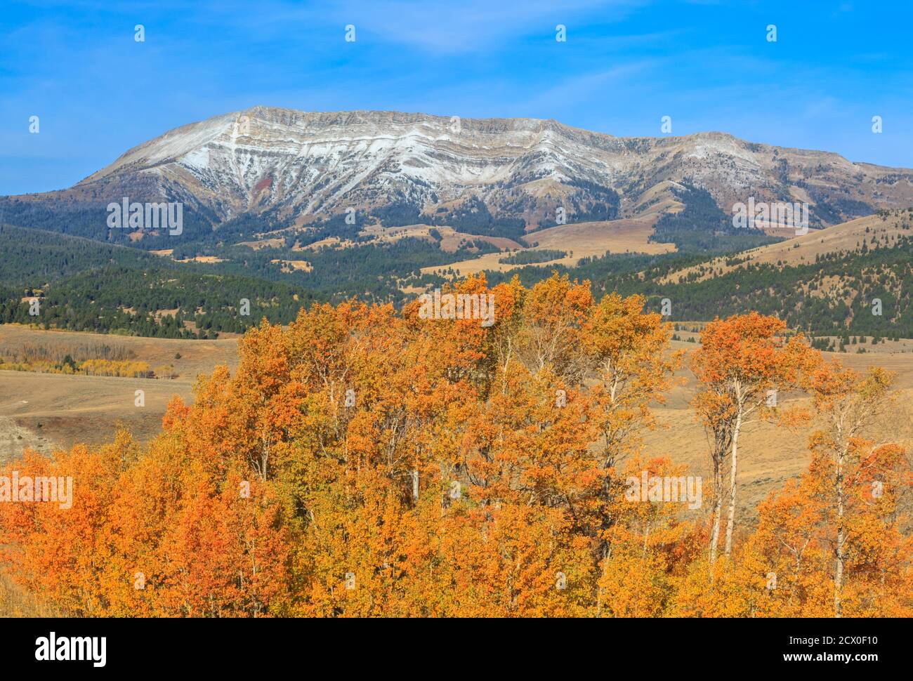 aspen in fall color below hogback mountain in the snowcrest range near ...