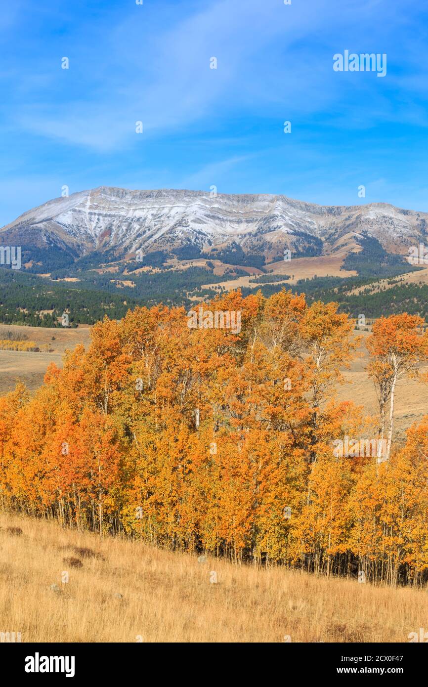 aspen in fall color below hogback mountain in the snowcrest range near ...