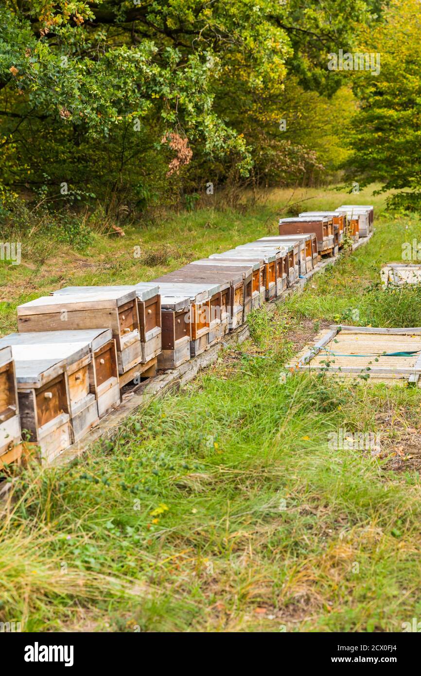 Beehives at the edge of the field hi-res stock photography and images ...