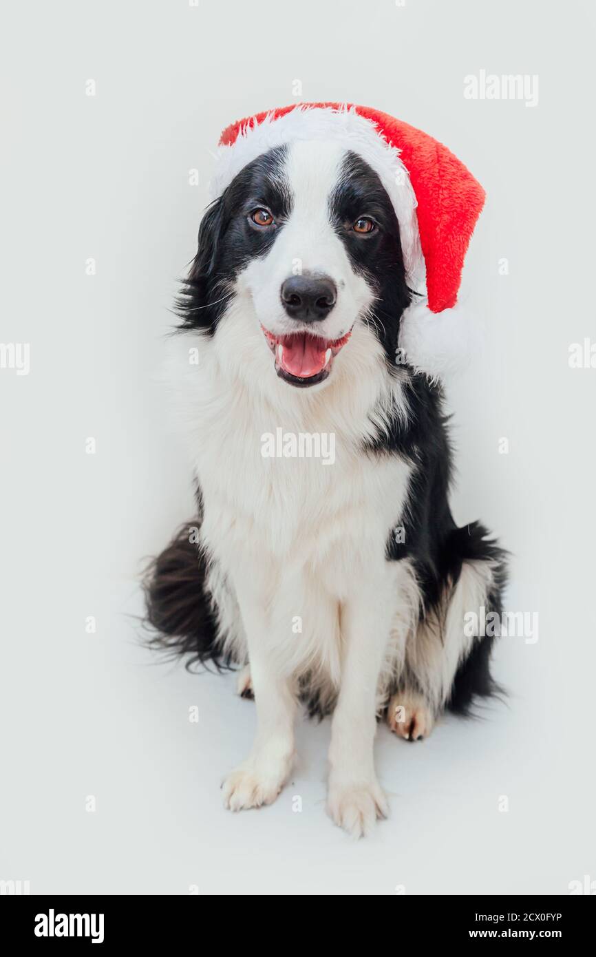 Funny studio portrait of cute smiling puppy dog border collie wearing ...
