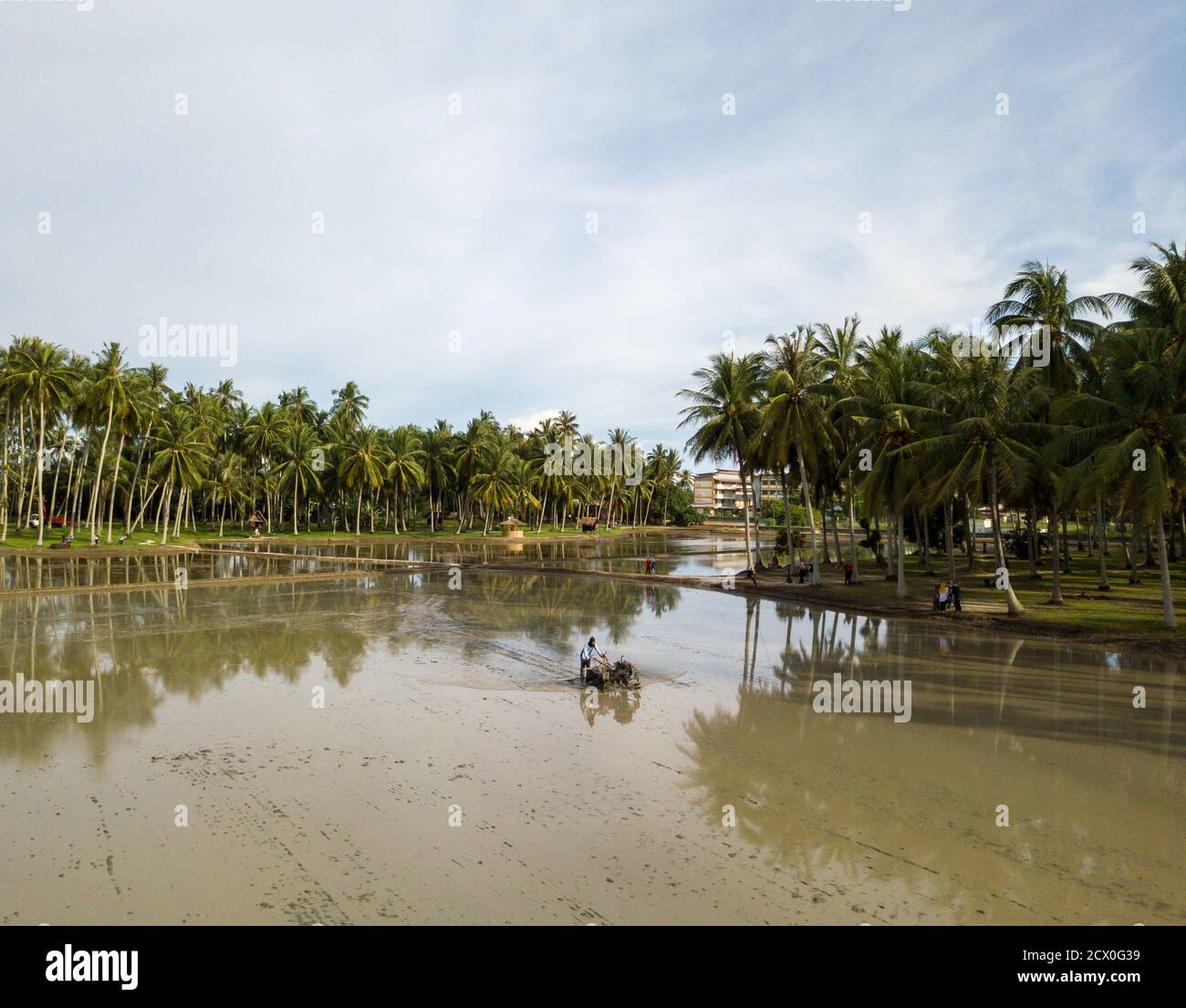 Penaga, Penang/Malaysia - Nov 01 2019: Farmer plowing at paddy field ...
