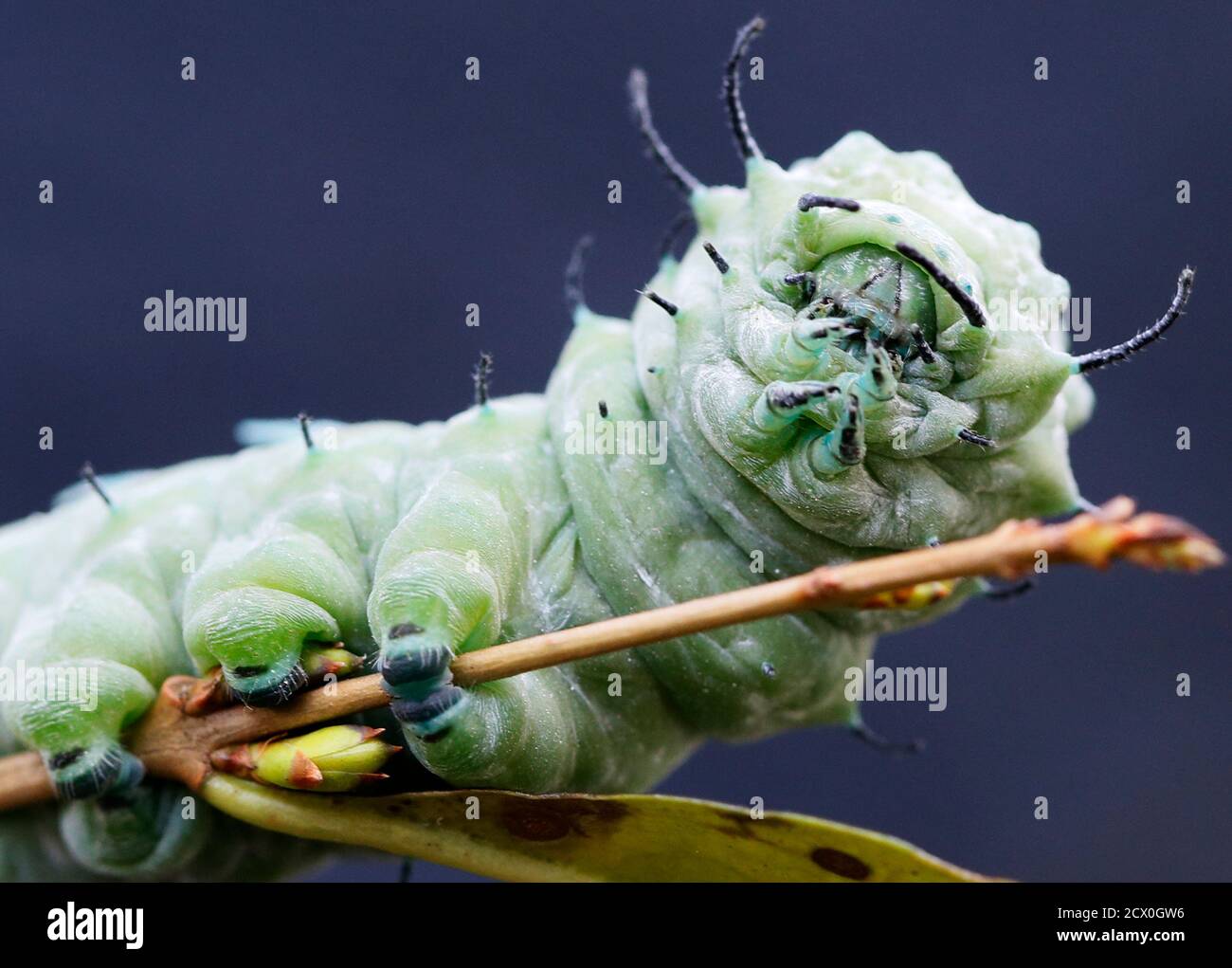 Largest Caterpillar In The World