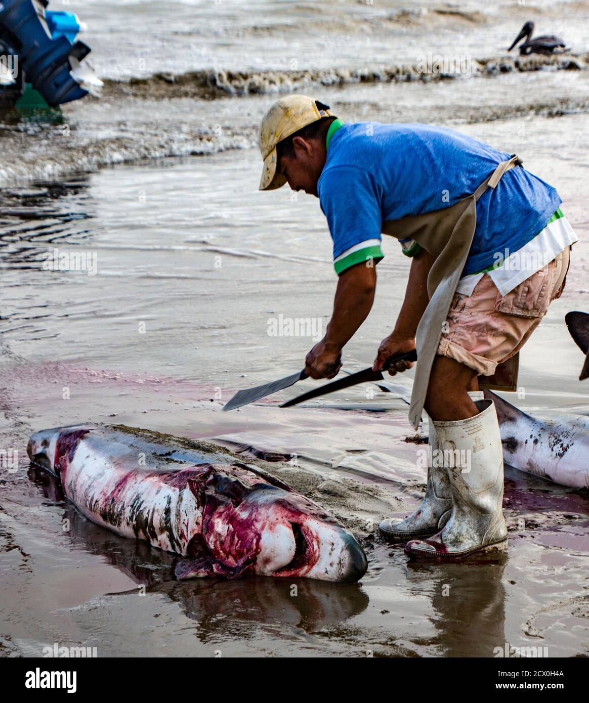 Puerto Lopez, Ecuador - Aug 19, 2016: Man cuts the fins off a dead ...