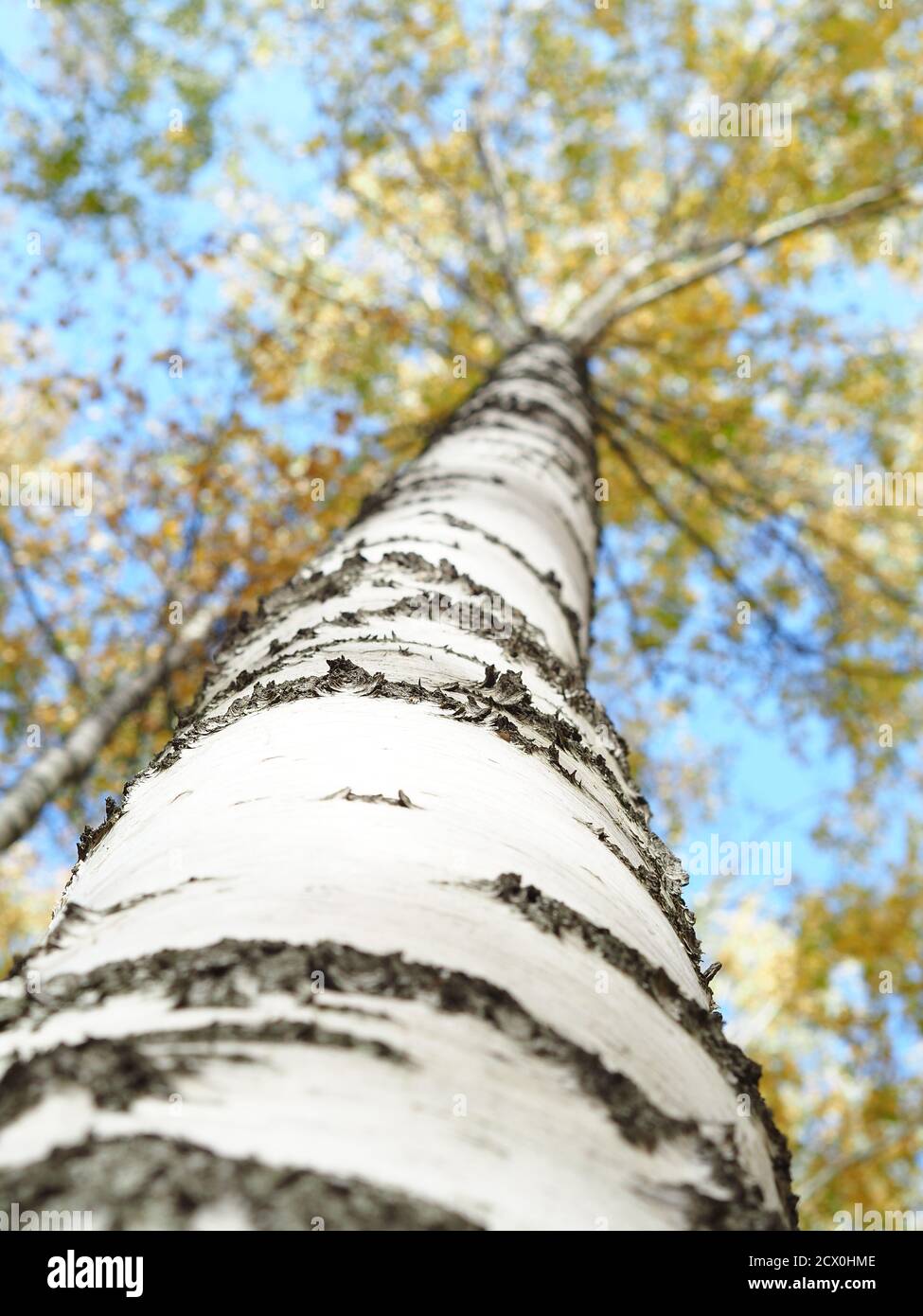 Birch Tree Background