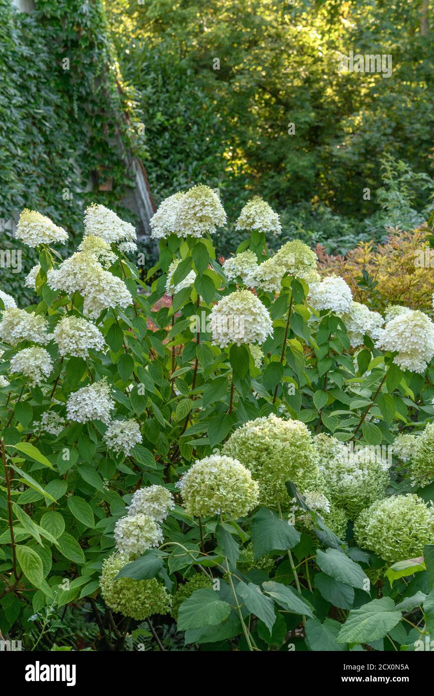 Hydrangea flower in a french garden blooms in springtime Stock Photo ...