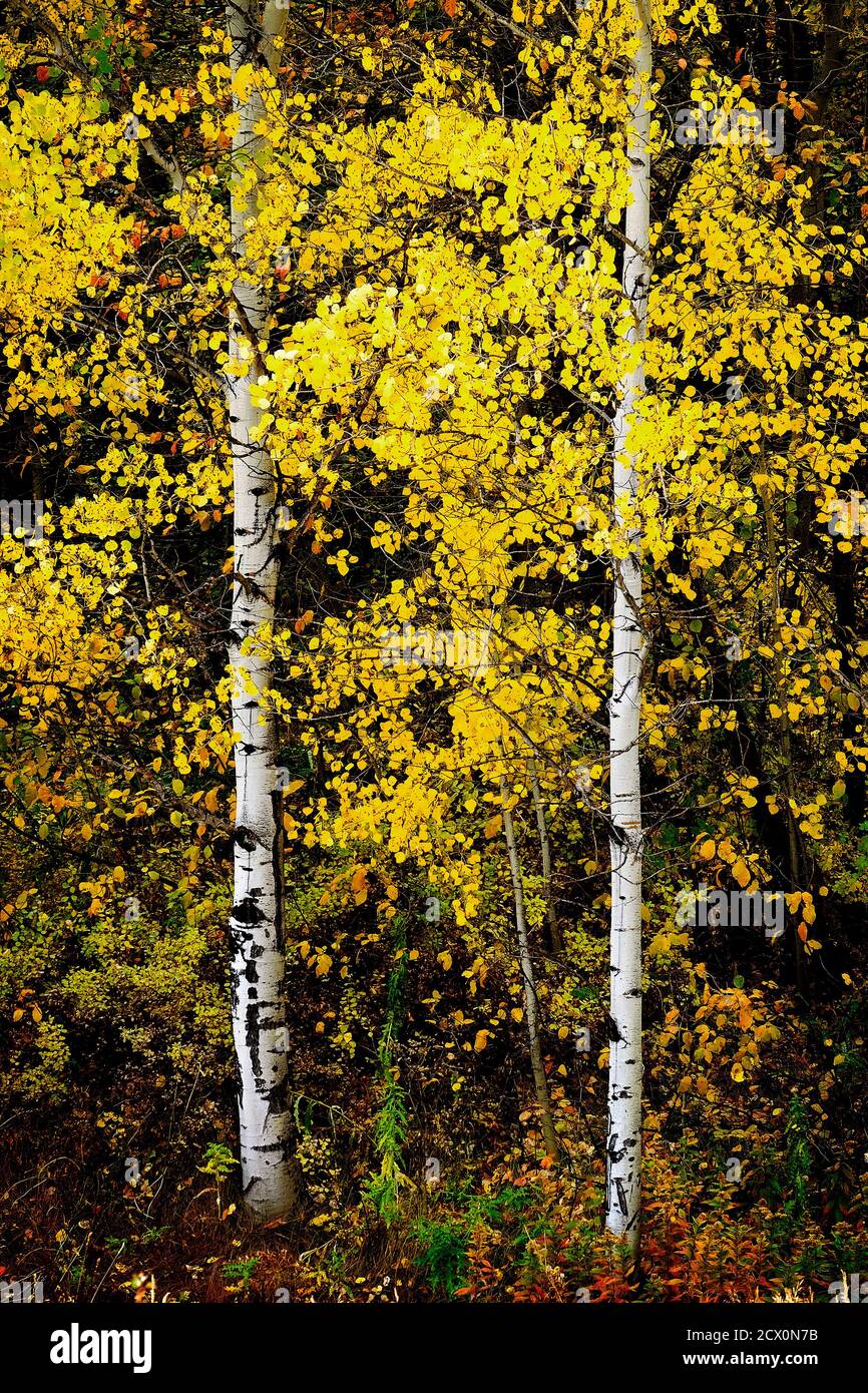Autumn aspen trees fall colors golden leaves and white trunk bark Stock ...