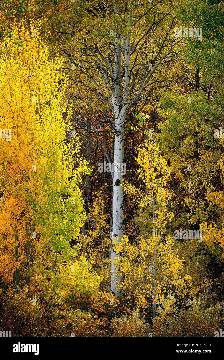 Autumn aspen trees fall colors golden leaves and white trunk bark Stock ...