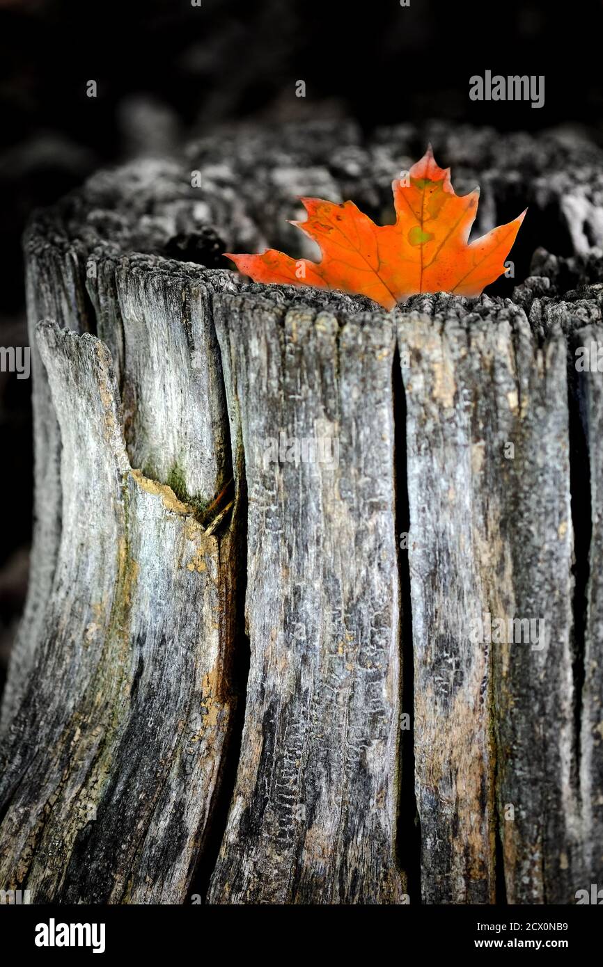 Fall maple leaf in tree trunk old autumn wilderness colors Stock Photo ...