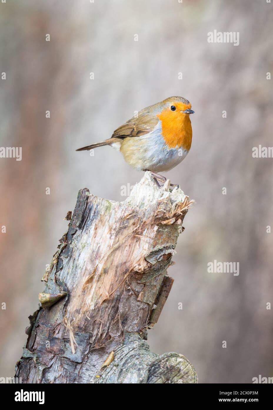 Portrait of a winter red robin sitting & watching from a tree stump in ...