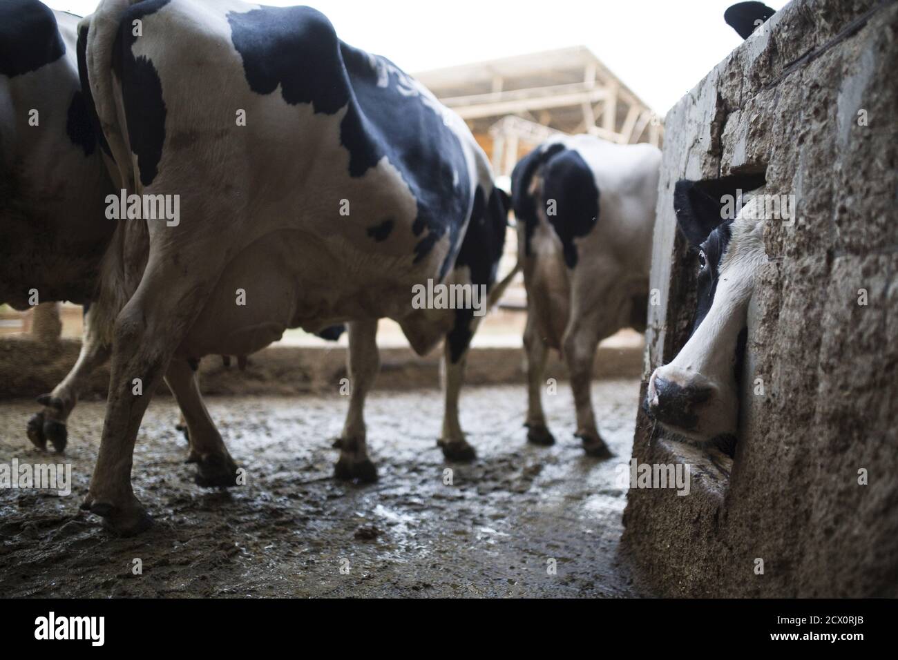 Israel cows in dairy farm hi-res stock photography and images - Alamy