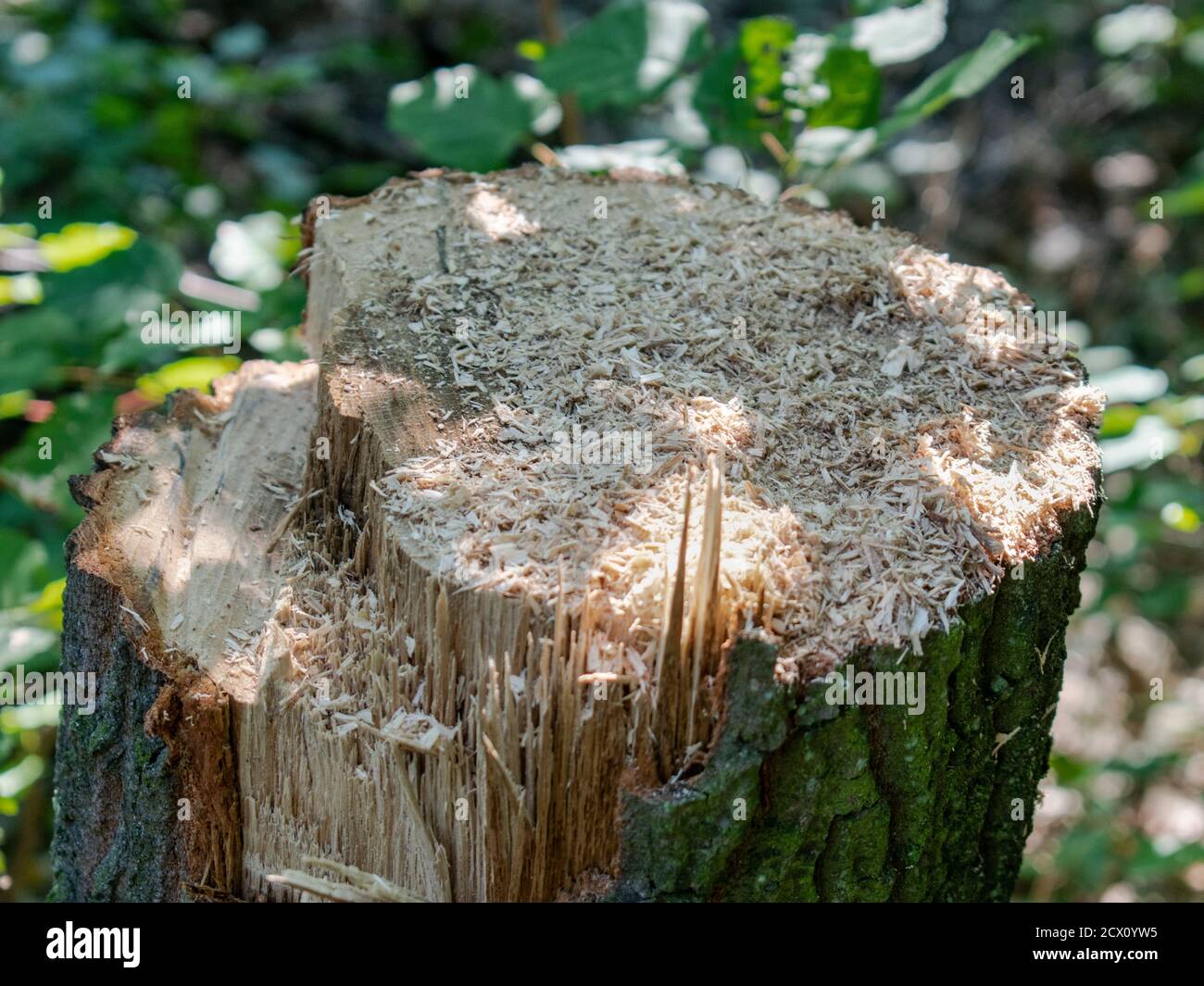 Wood chips on stump of a freshly cut tree in the forest Stock Photo - Alamy