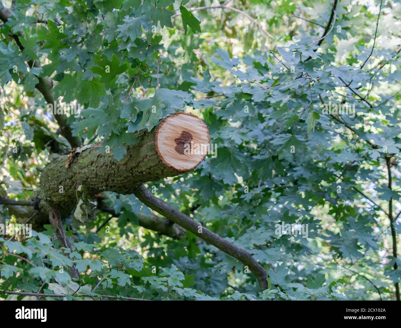 Freshly cut tree in the forest Stock Photo - Alamy