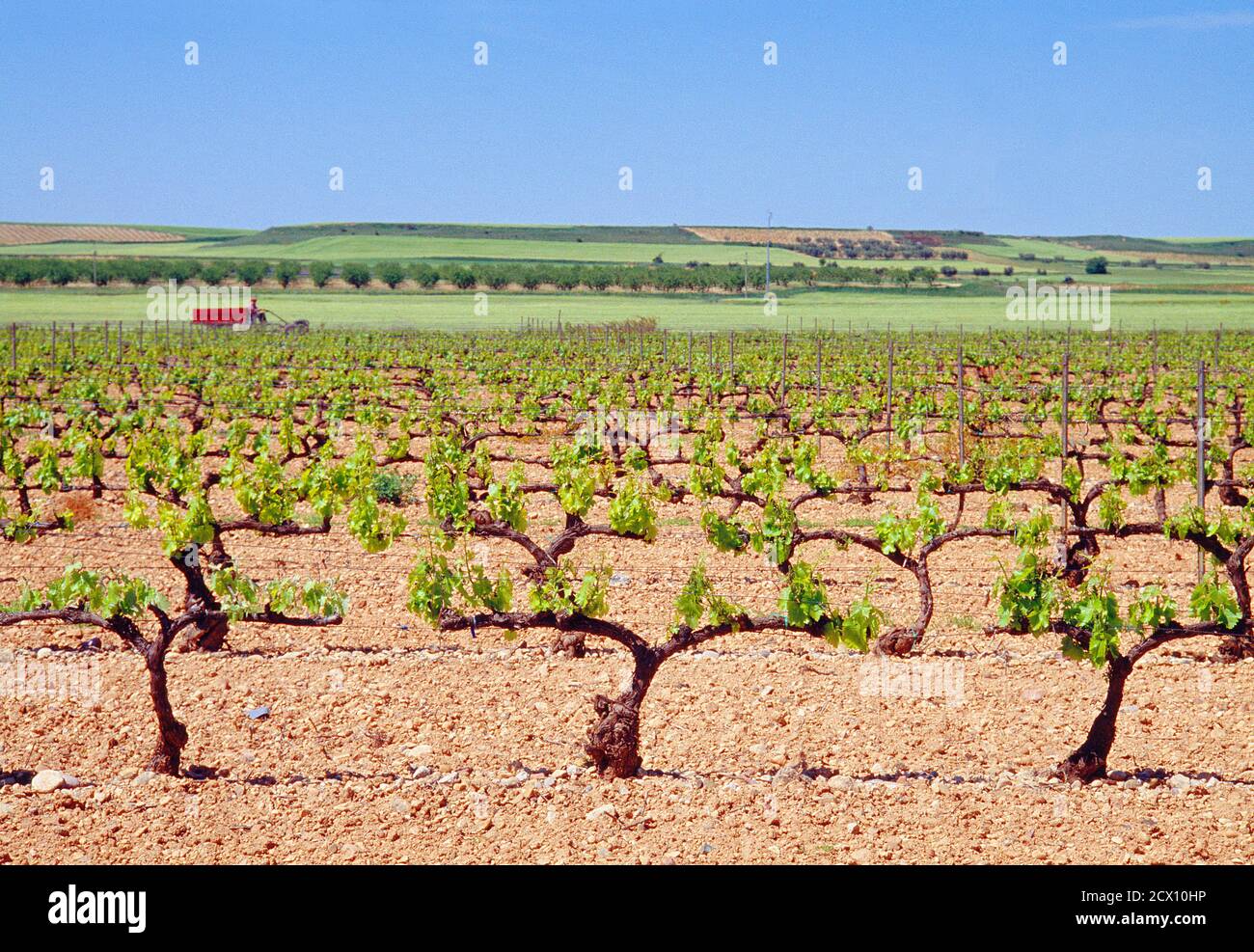 Paisaje horizontal viticultura exterior hi-res stock photography and ...