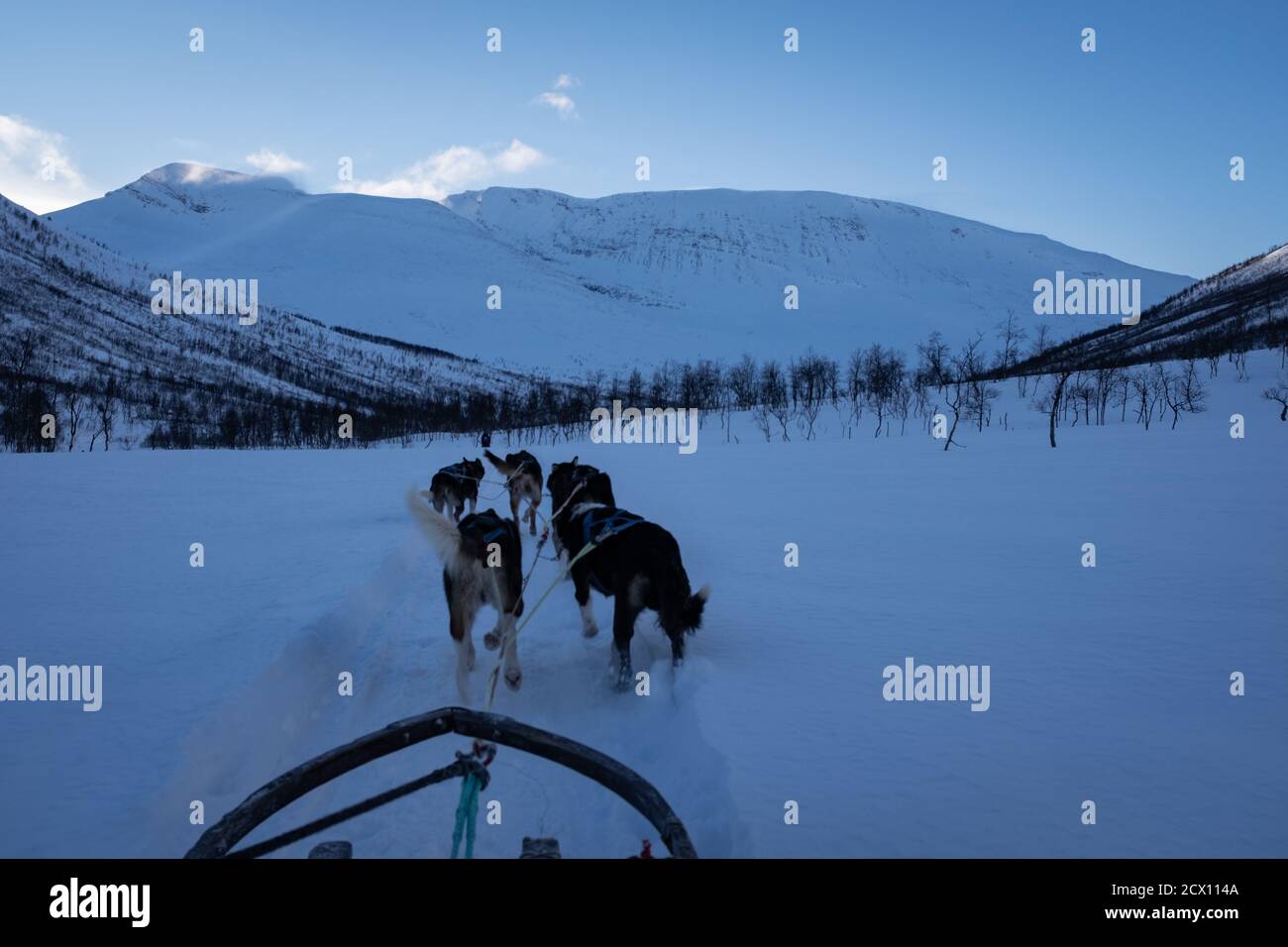 Sled with pulling dogs. Point of view Stock Photo - Alamy