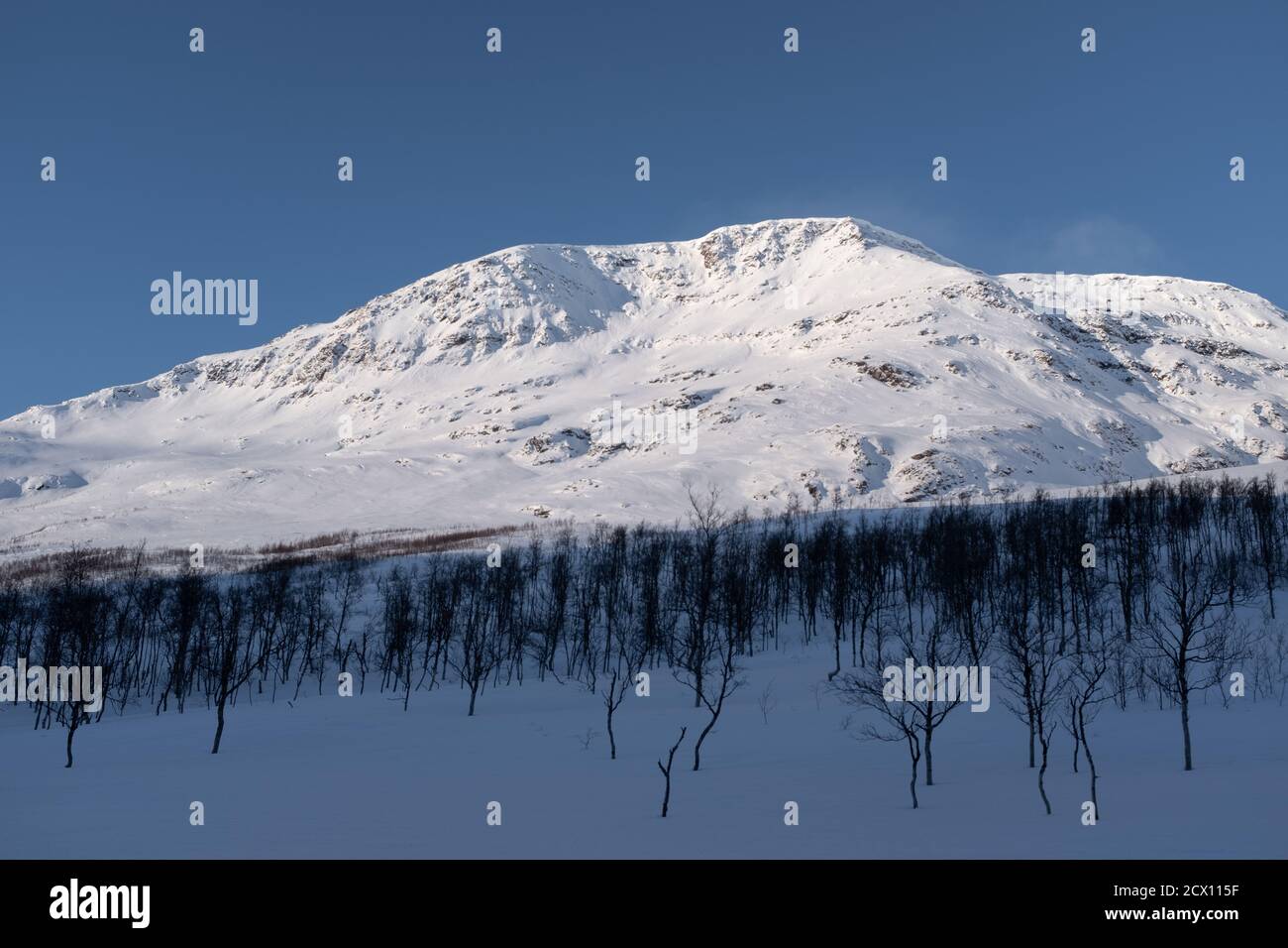 Panoramic shot snowy trees hi-res stock photography and images - Alamy
