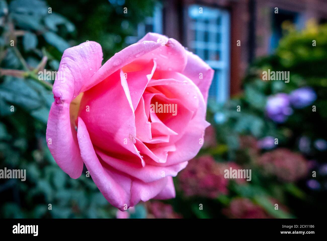 Brighton, September 24th 2020: A beautiful pink rose in a Brighton ...