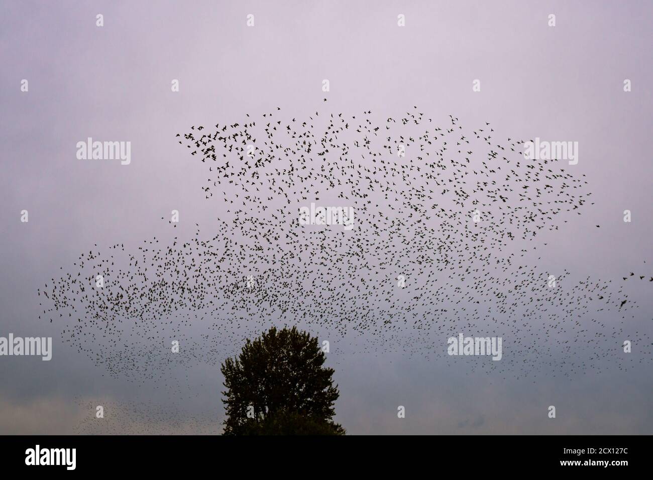 Starlings flying in formation at dusk hi-res stock photography and ...