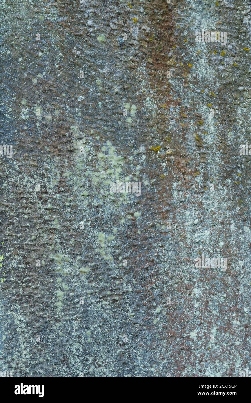 Natural rustic pattern with lichen and texture formed on an old slab of ...