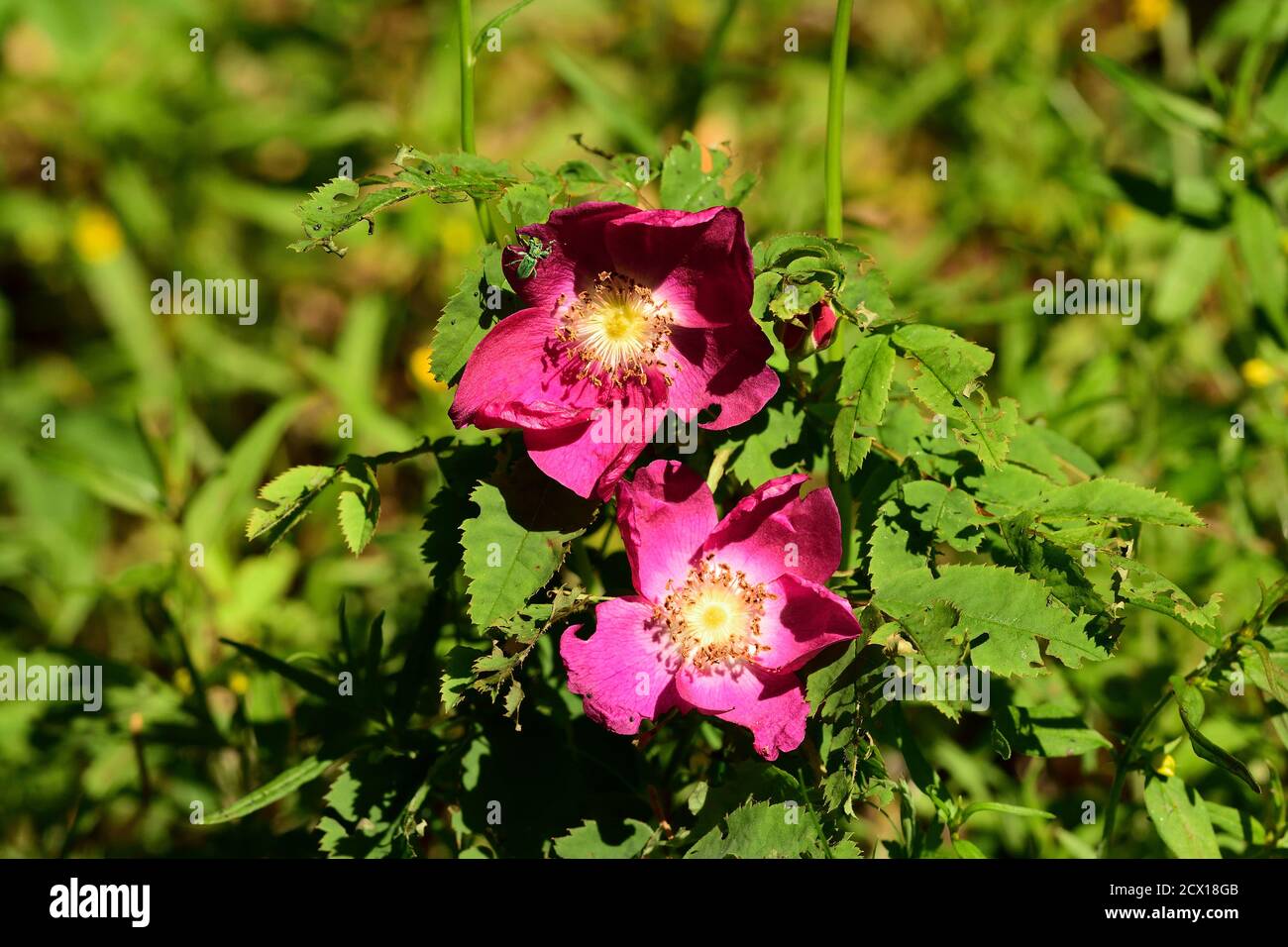 Alpine rose (rosa pendulina) hi-res stock photography and images - Alamy