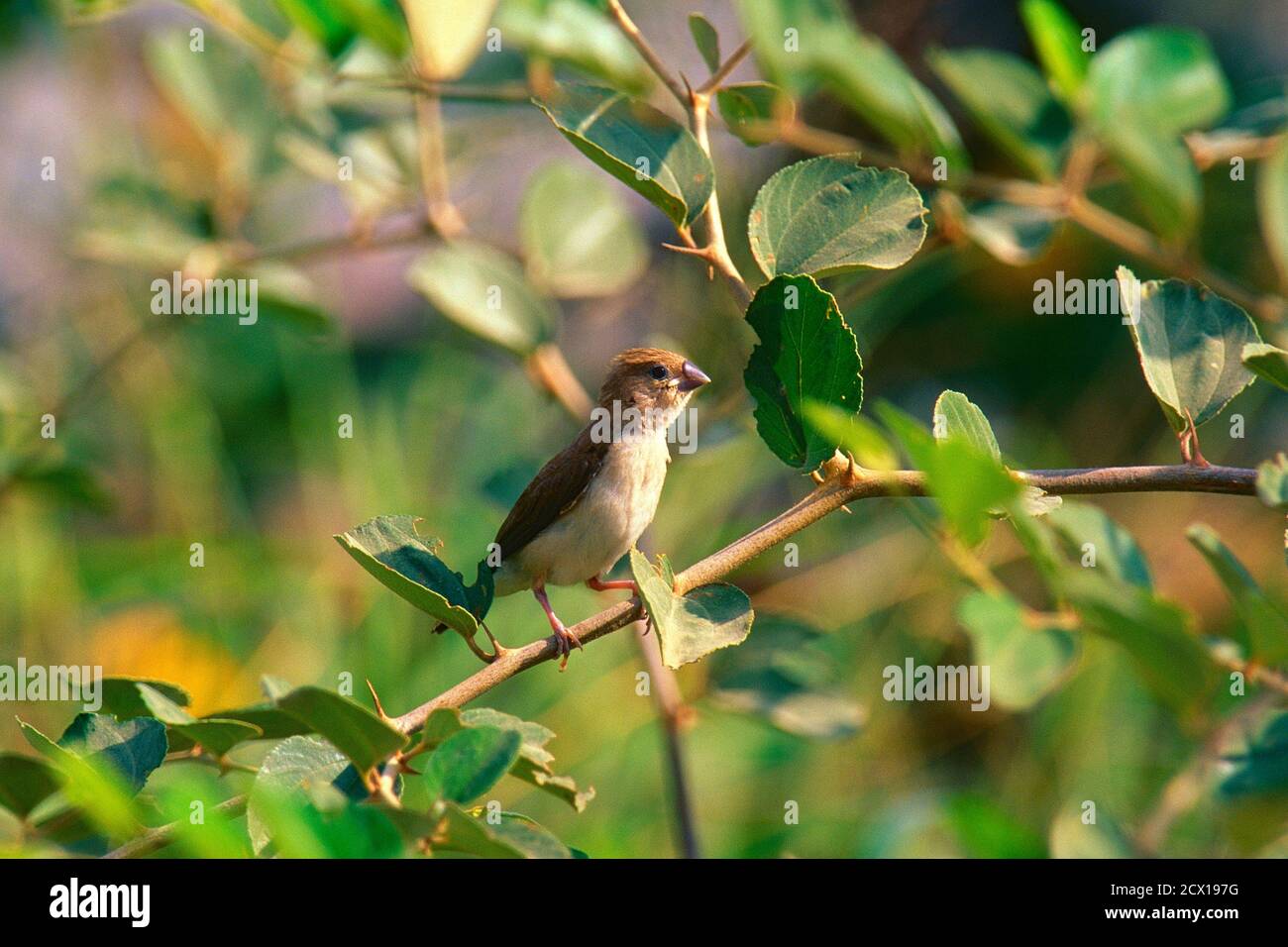 Juvenile bird hi-res stock photography and images - Alamy