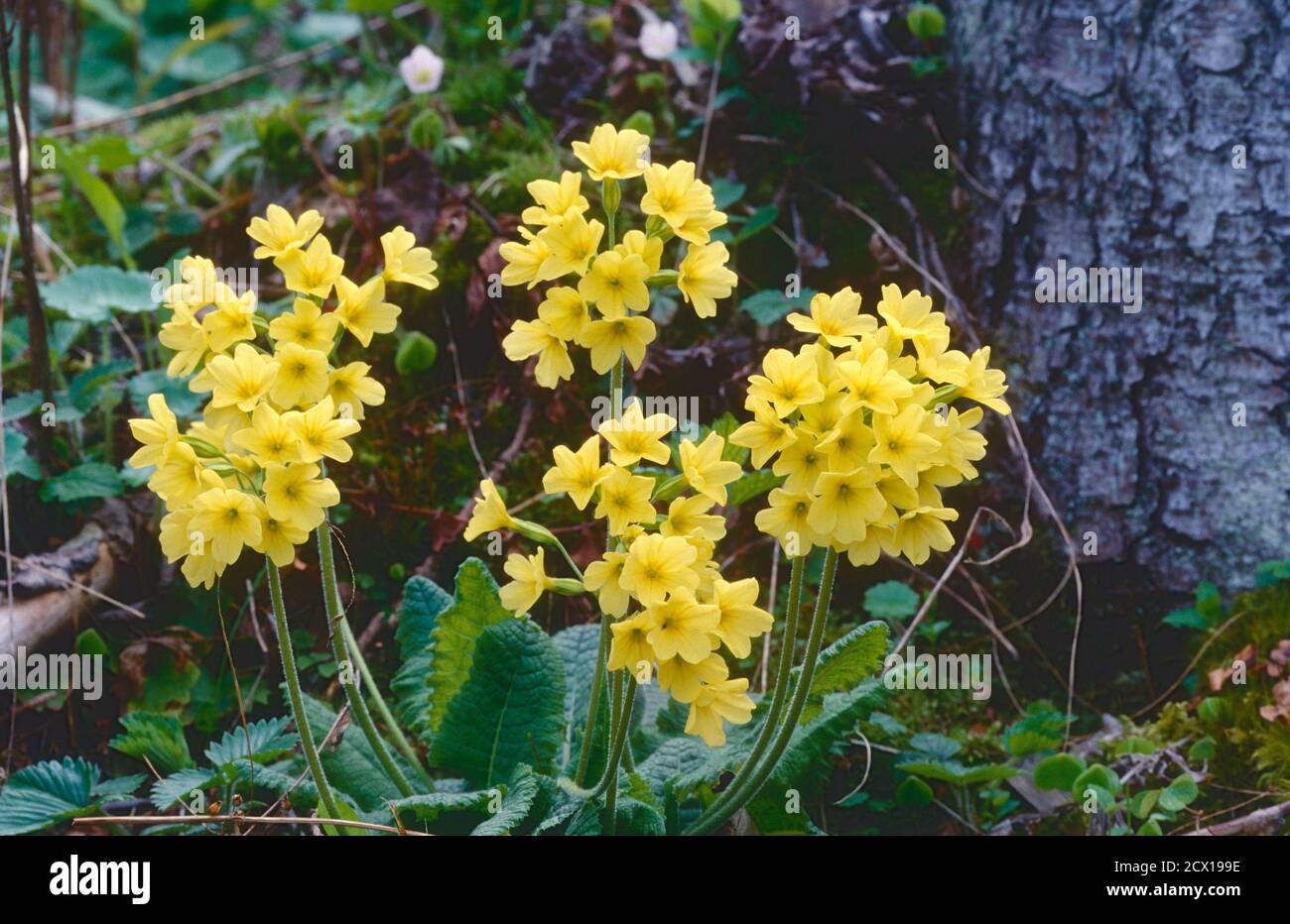 Oxlip primula elatior hi-res stock photography and images - Alamy