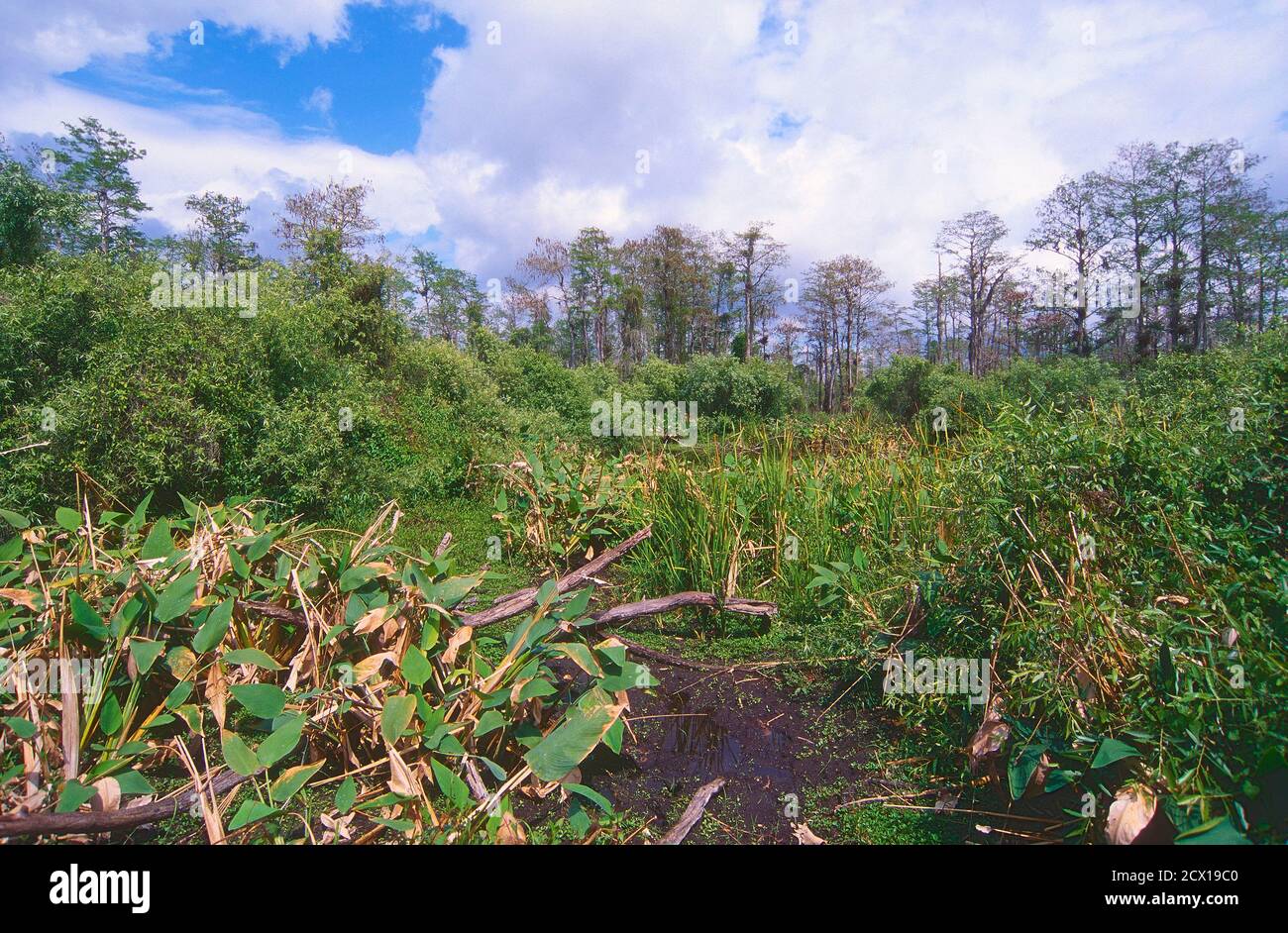 Big swamp reserve hi-res stock photography and images - Alamy