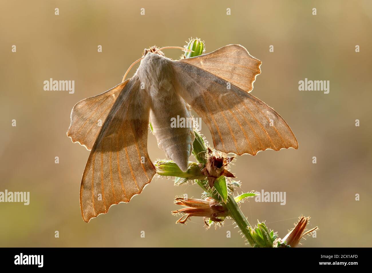 Moth, Hawk Moth, Sphingidae, Switzerland, Nature, Insect, Laothoe ...