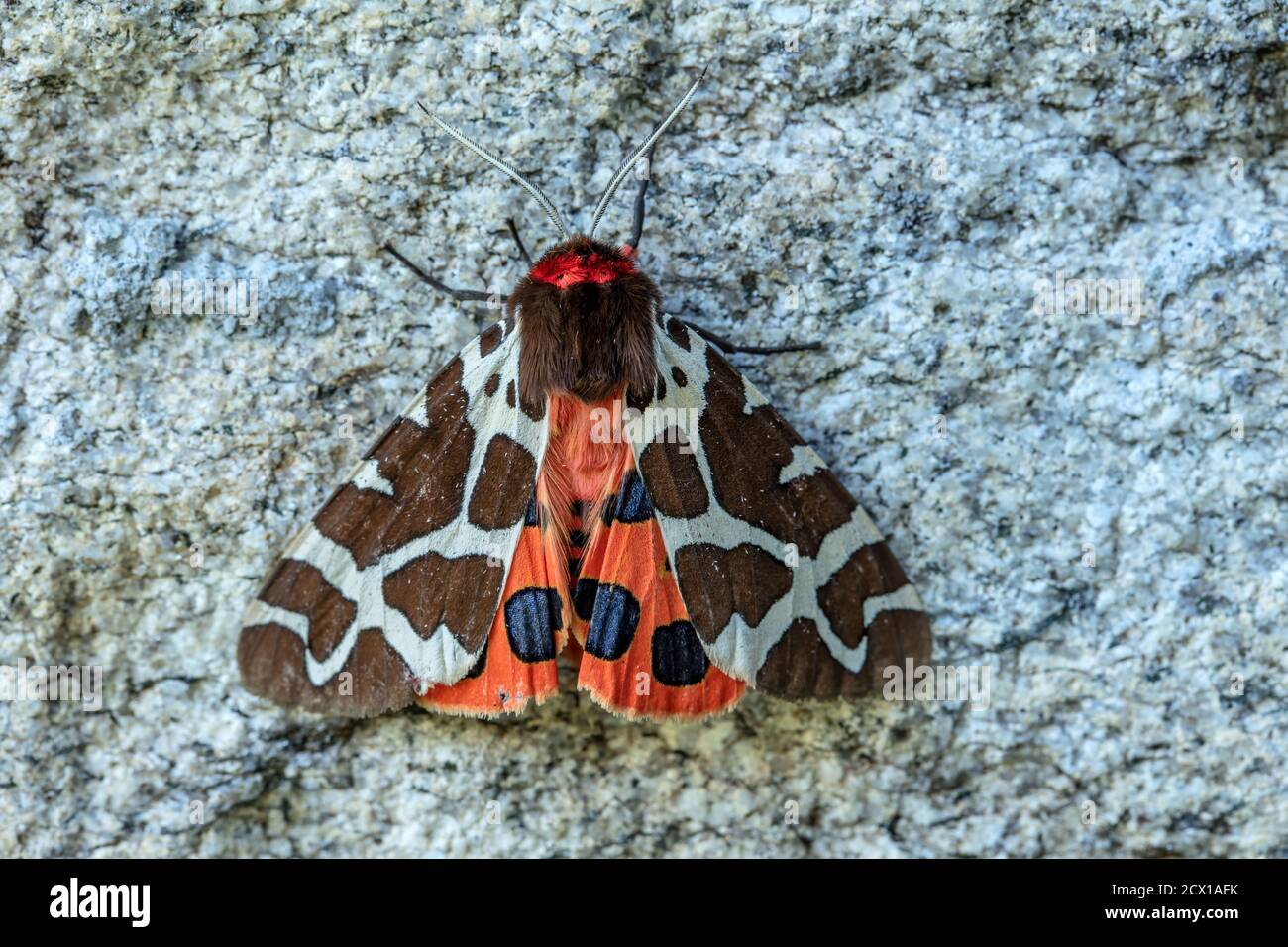 Insect, Switzerland, Moth, Nature, Arctia caja, garden tiger moth ...