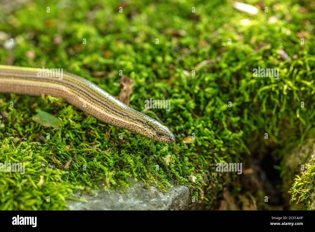 Switzerland, Nature, Anguis fragilis, Reptil, deaf adder, slowworm ...
