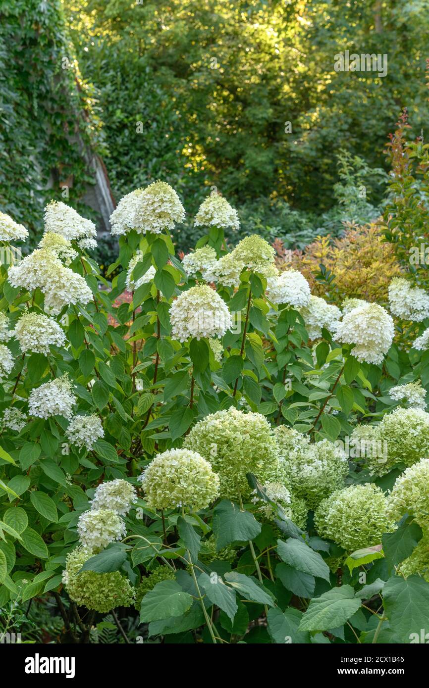 Hydrangea flower in a french garden blooms in springtime Stock Photo ...