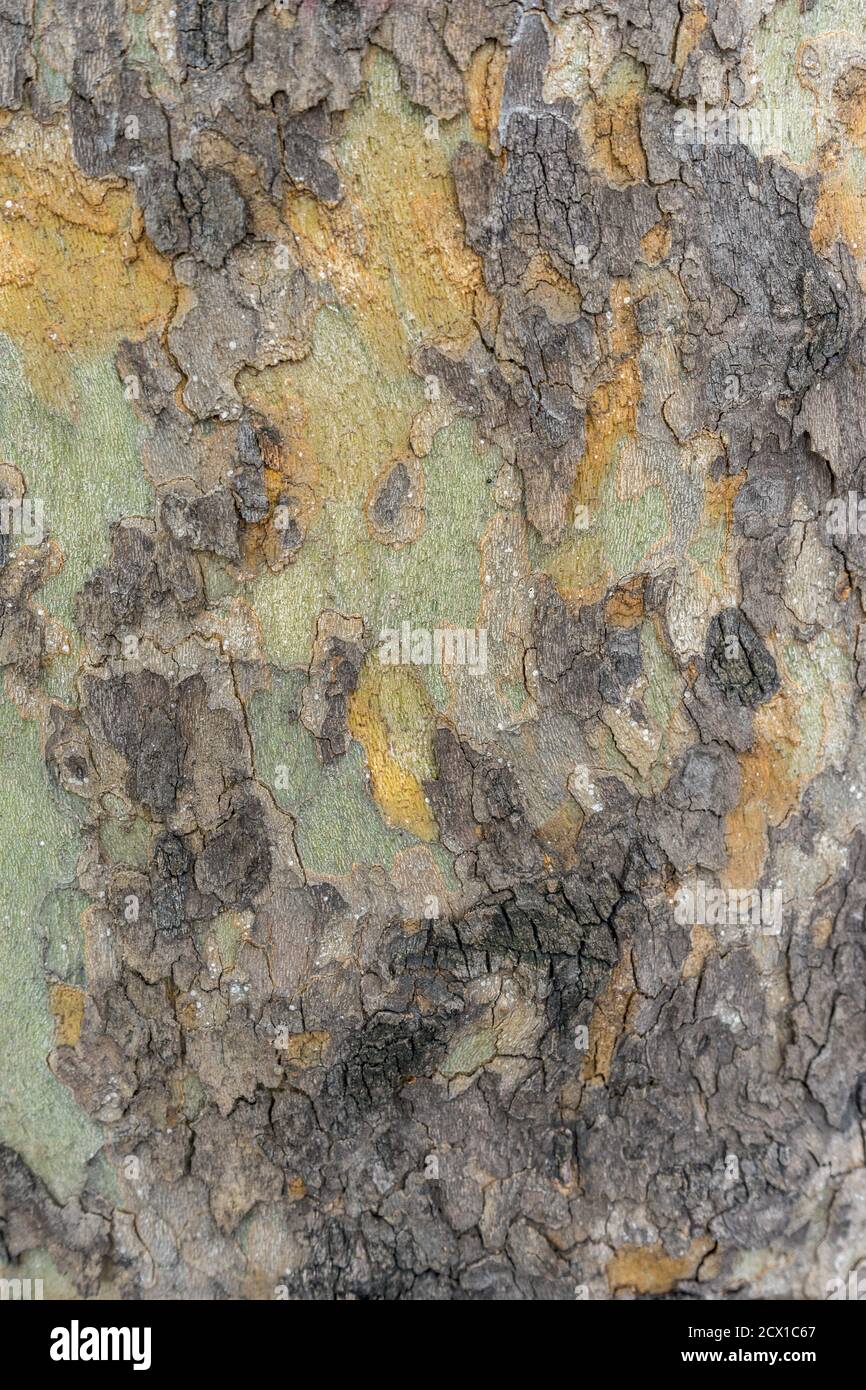 Closeup shot of weathered rusty tree bark in Rome, Italy Stock Photo ...